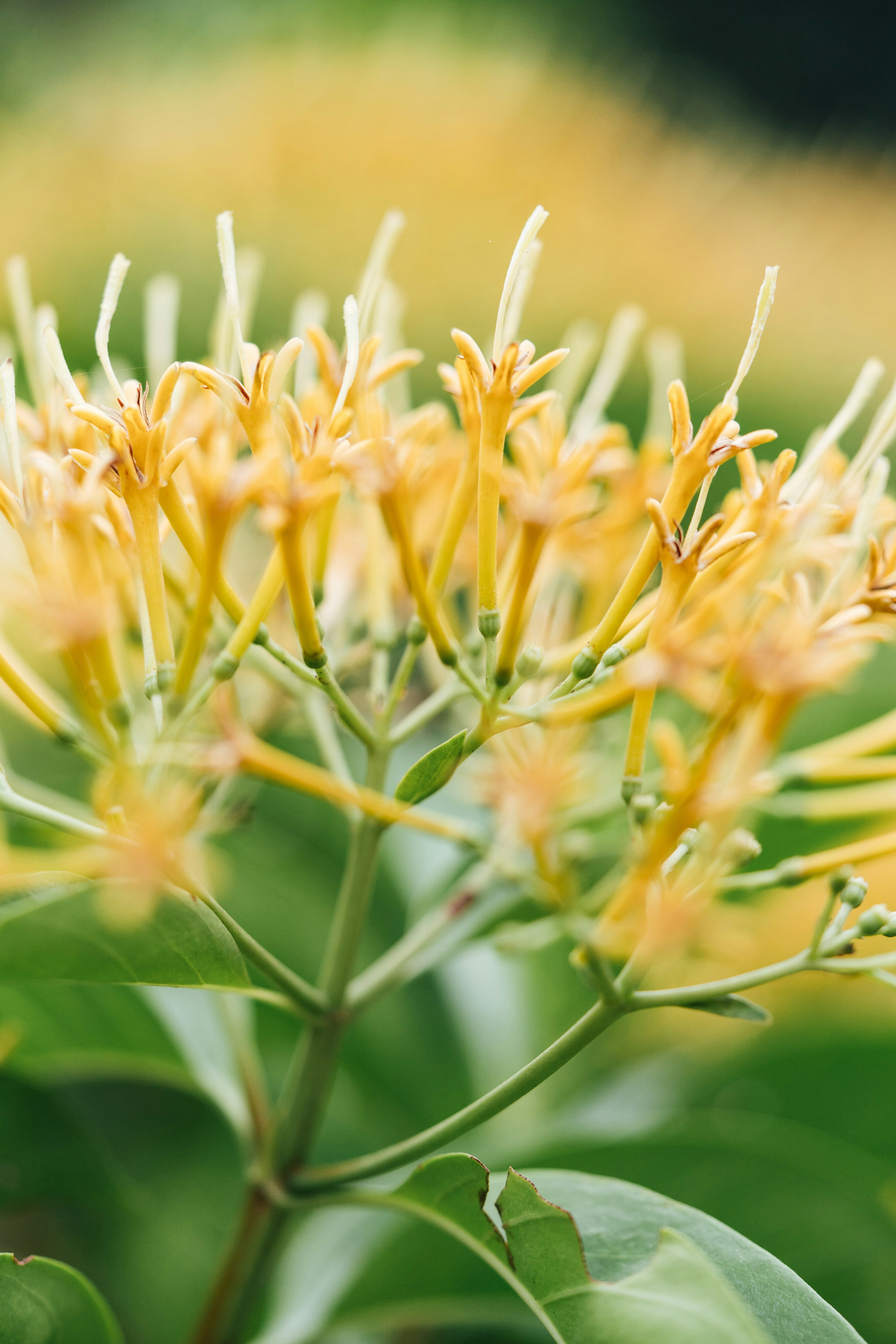 Golden Tendrils: a close-up of tropical blooms in soft-focus garden light
