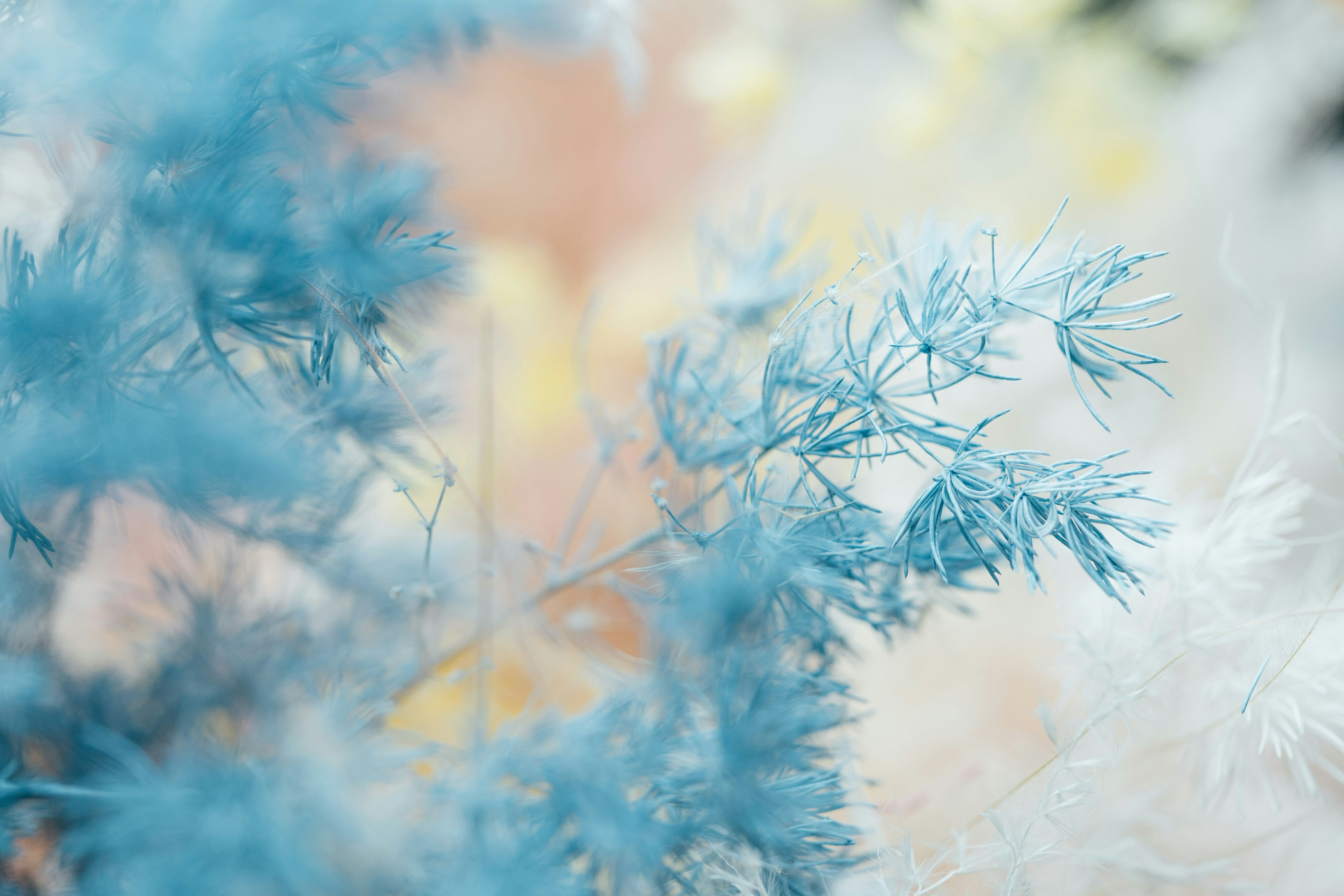 Macro photograph of blue-tinted feathery leaves with a soft pastel background, highlighting delicate texture and cool color tones.