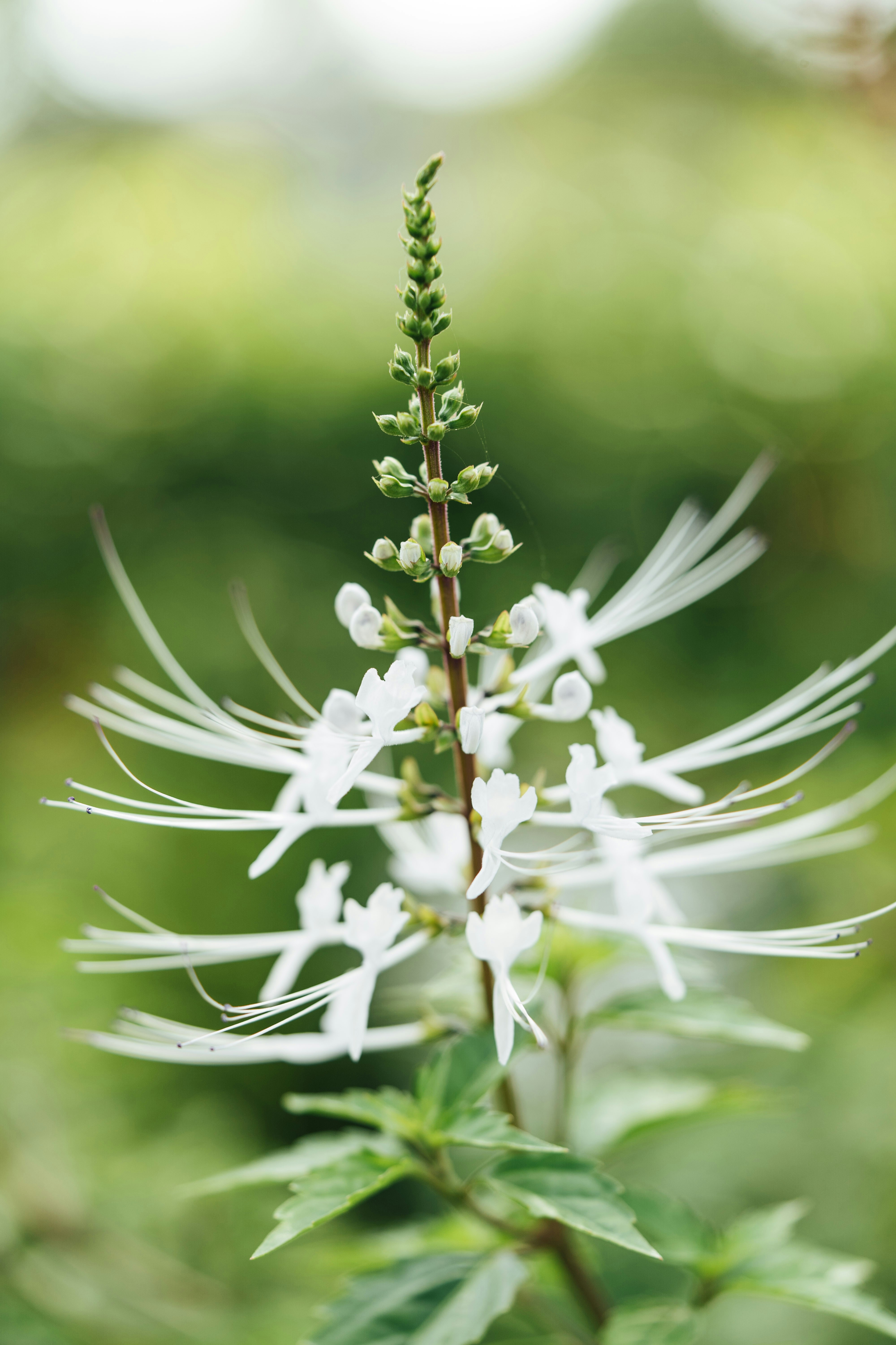 White Spiderflower Stem Reaching Toward Soft Afternoon Light