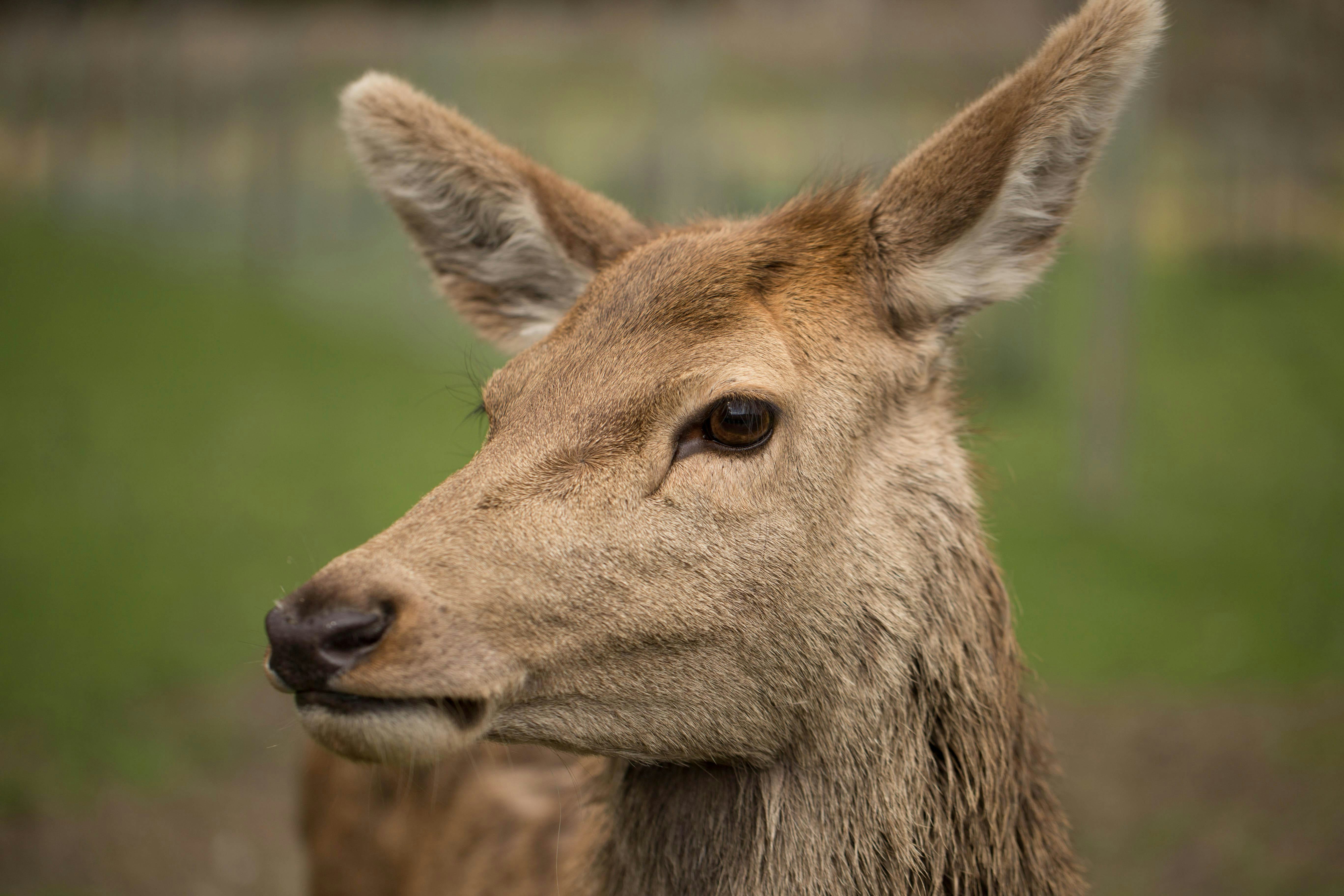 A close up of a deer's face with a blurry background photo – Free Brown ...