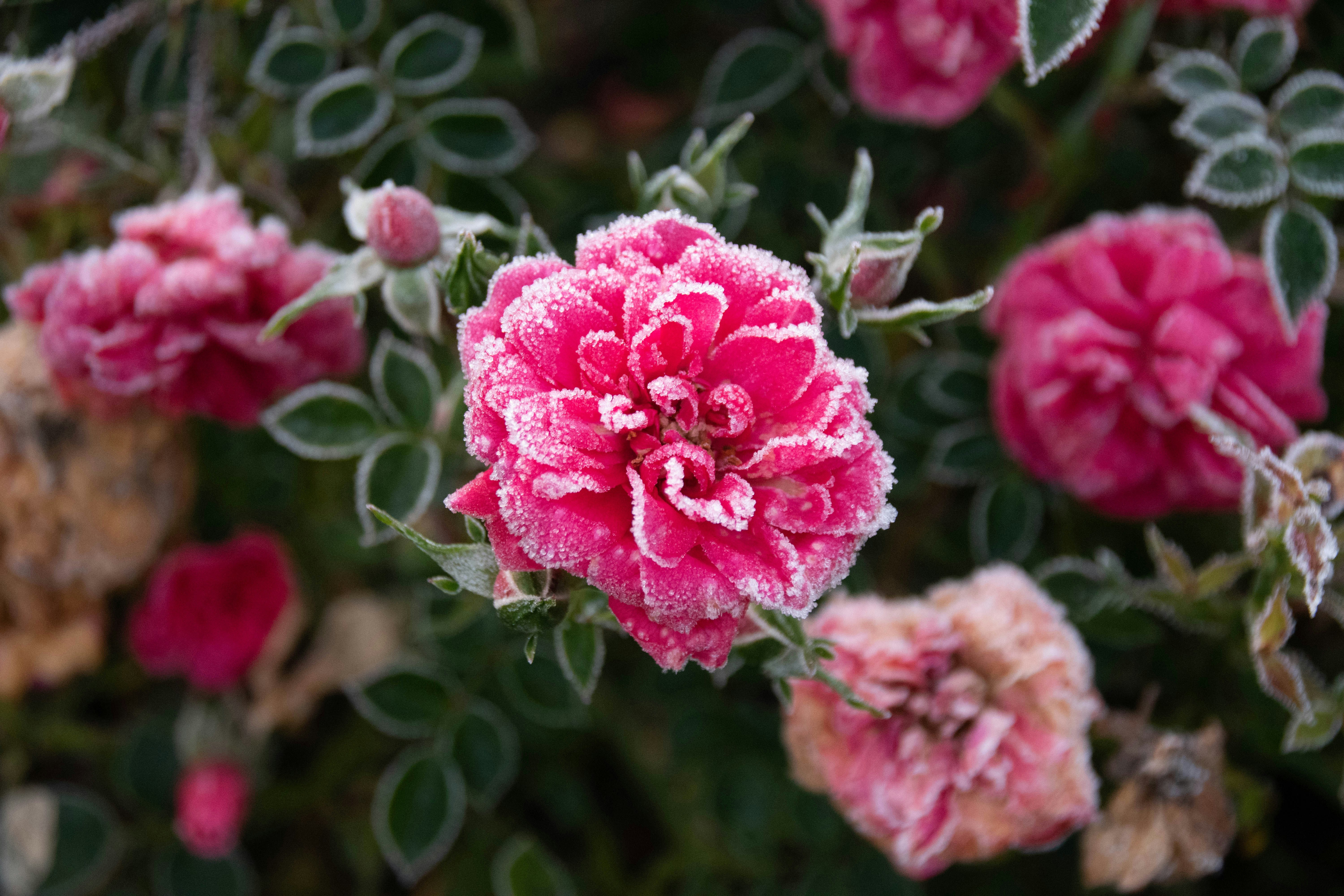 Frost-Kissed Pink Carnations: An Intimate Close-Up of Winter Bloom