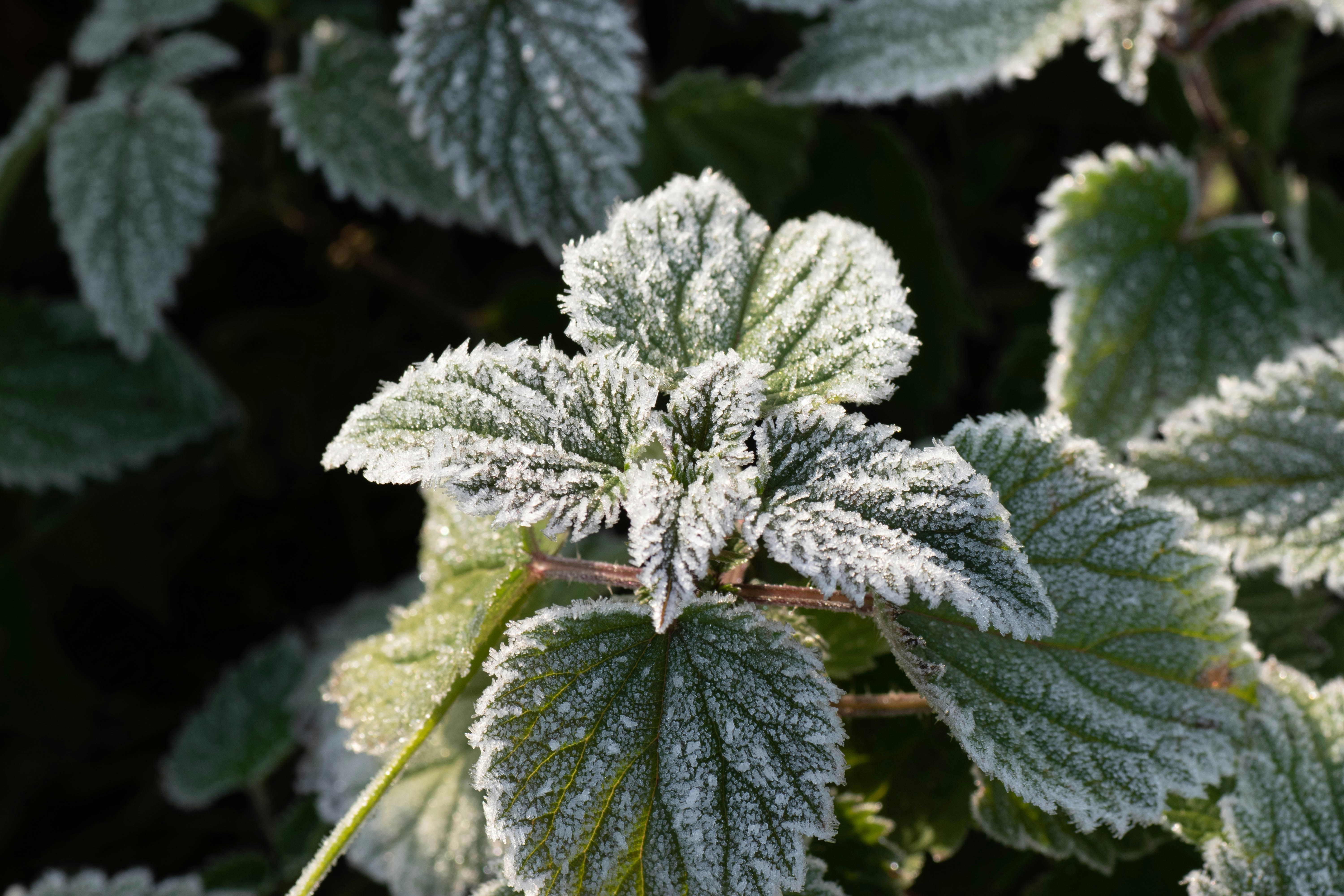 Close-up of frost-covered leaves glistening in the sunlight, showcasing intricate textures and details. A vibrant display of nature's resilience in winter.