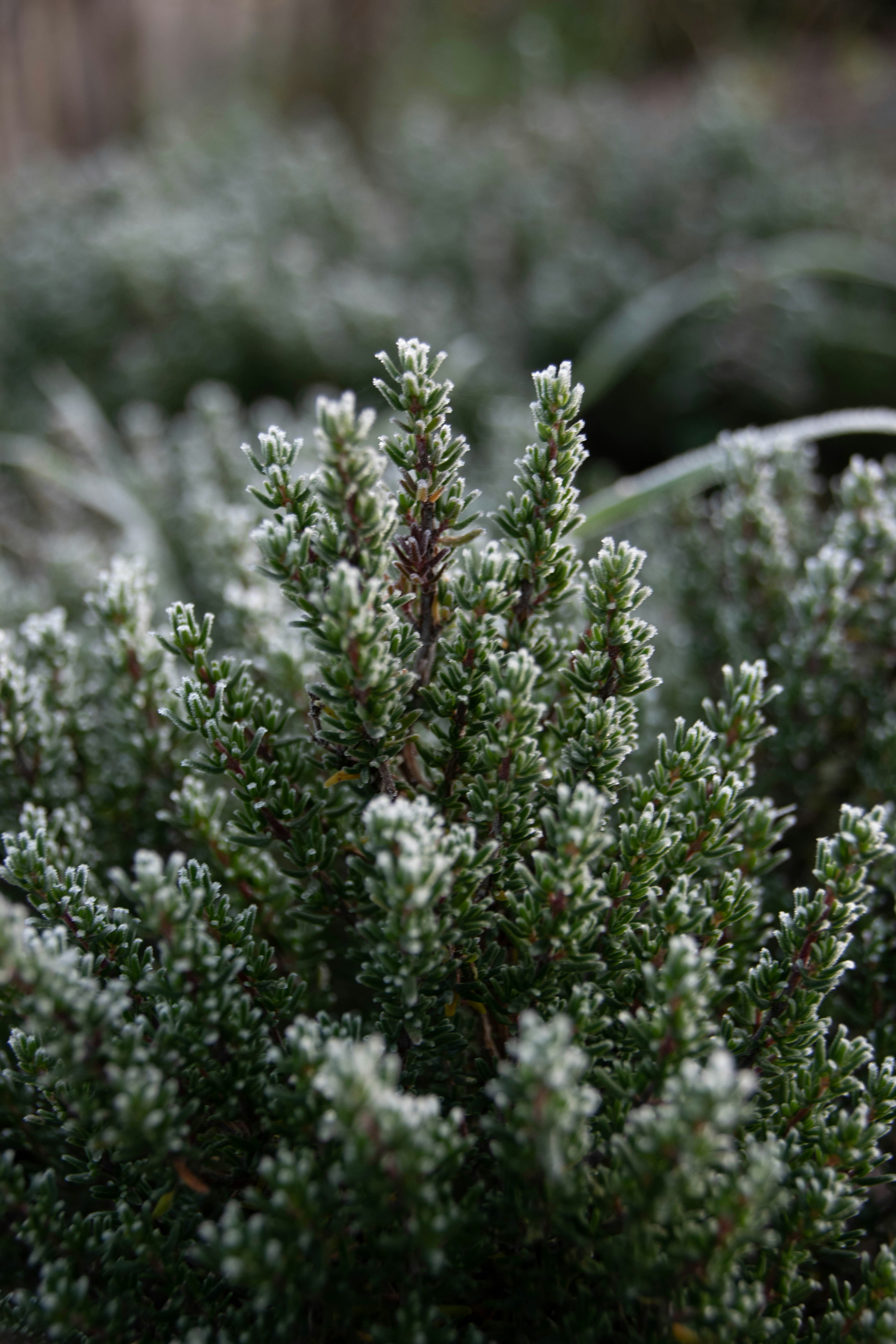 Close-up of frost-covered evergreen foliage, showcasing intricate details and textures in a winter setting.