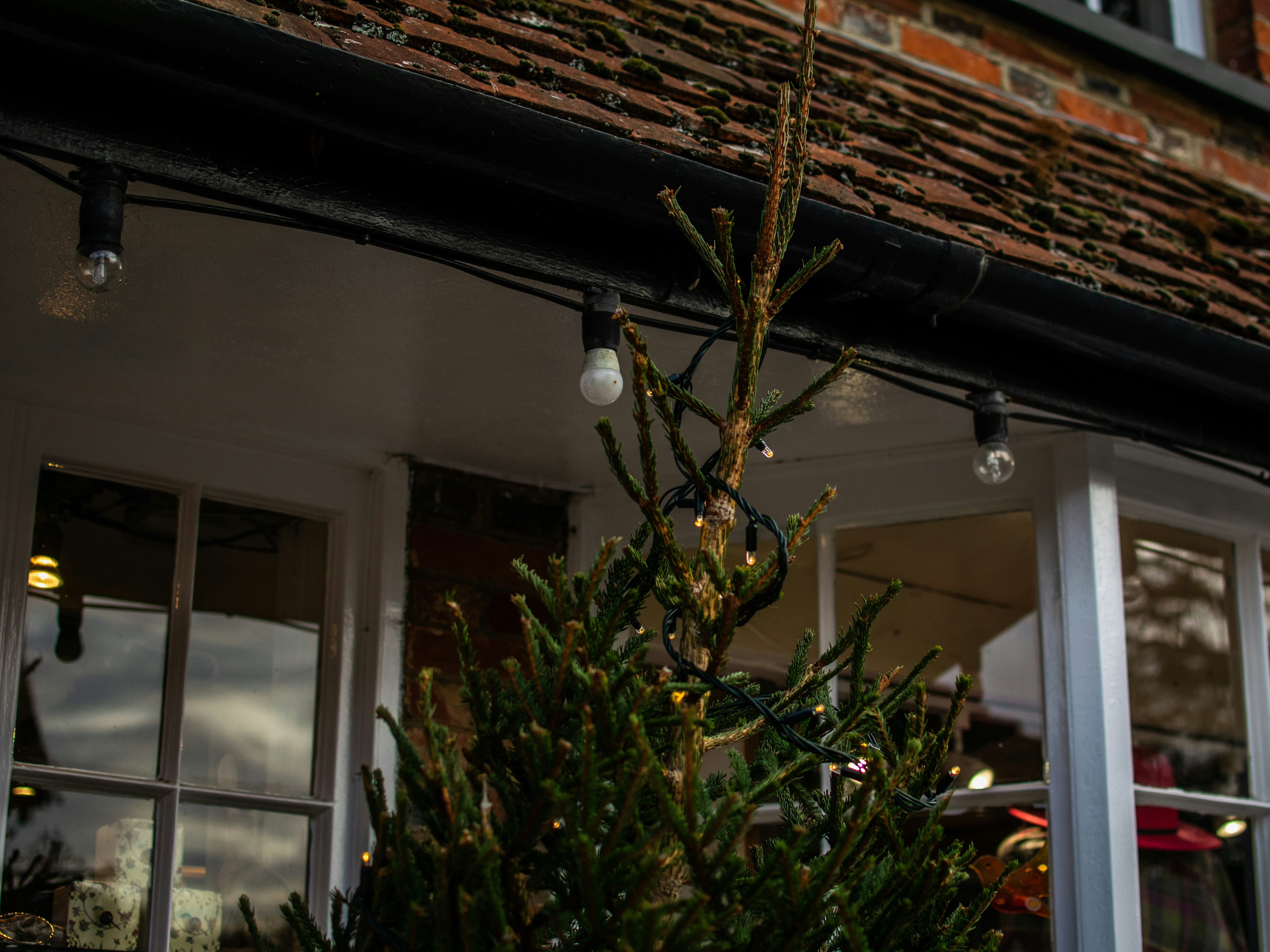 Christmas Tree Framed by Brick Shopfront Under Hanging Bulbs