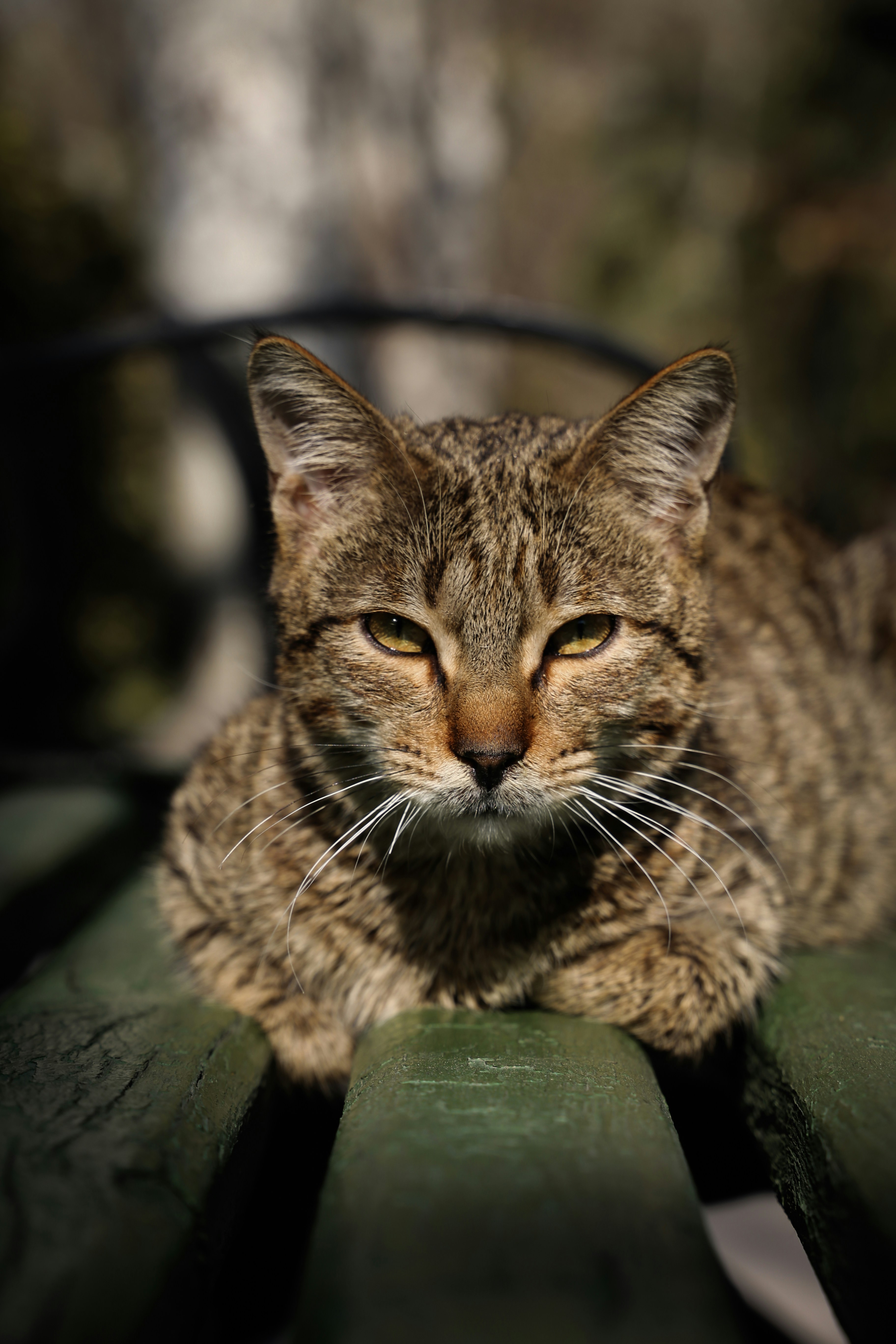 a close up of a cat laying on a bench