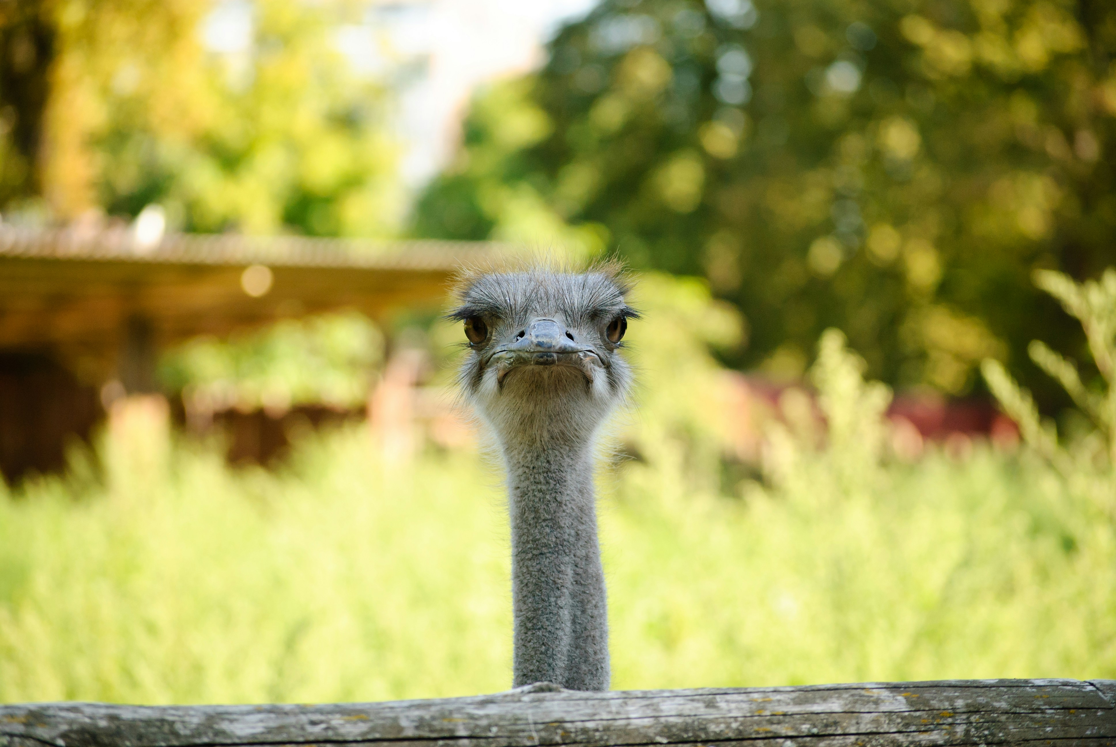 Curious Ostrich Peering Over the Fence