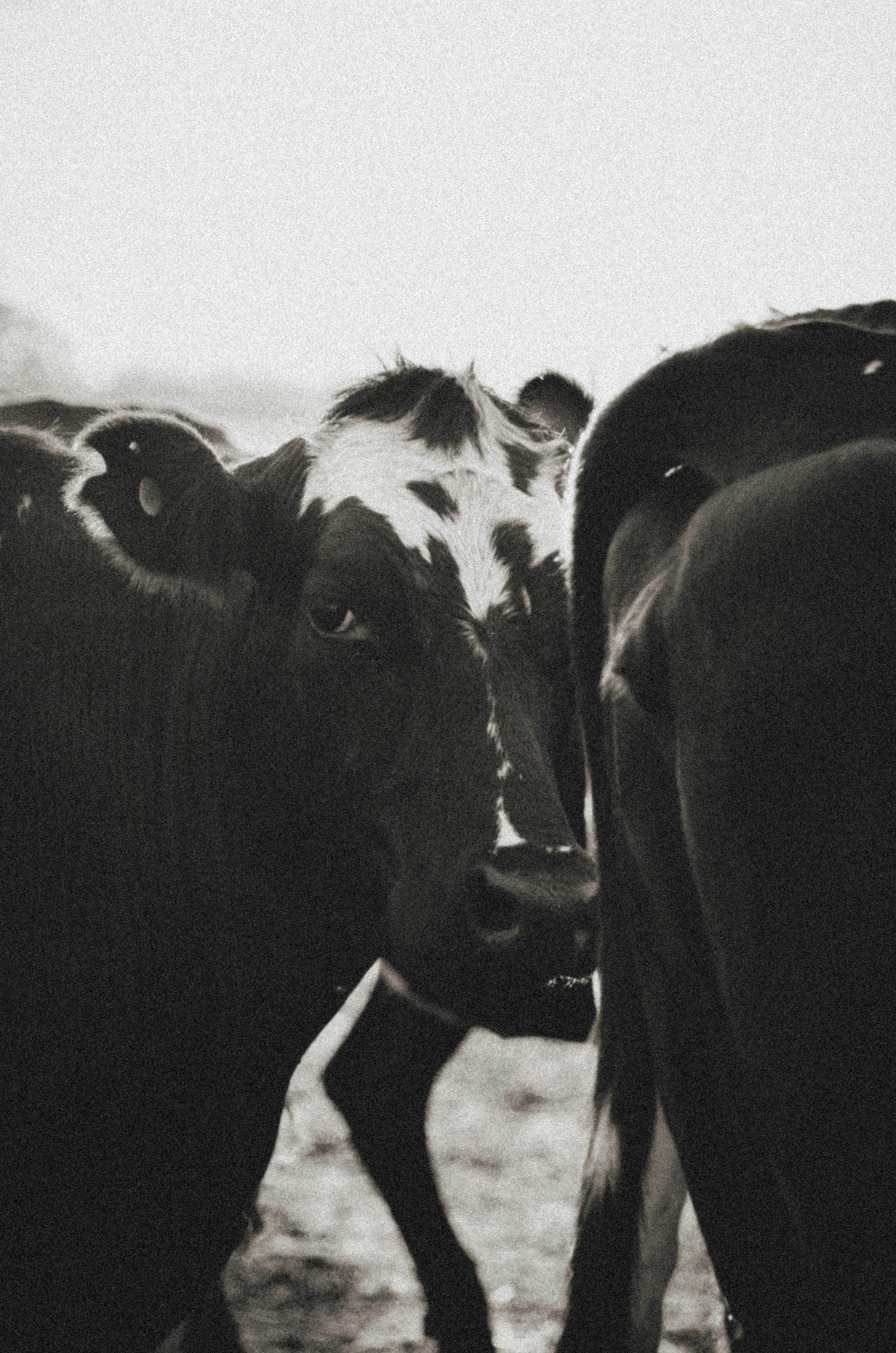 Herd Gaze: A Quiet Confluence Amid Moving Shadows