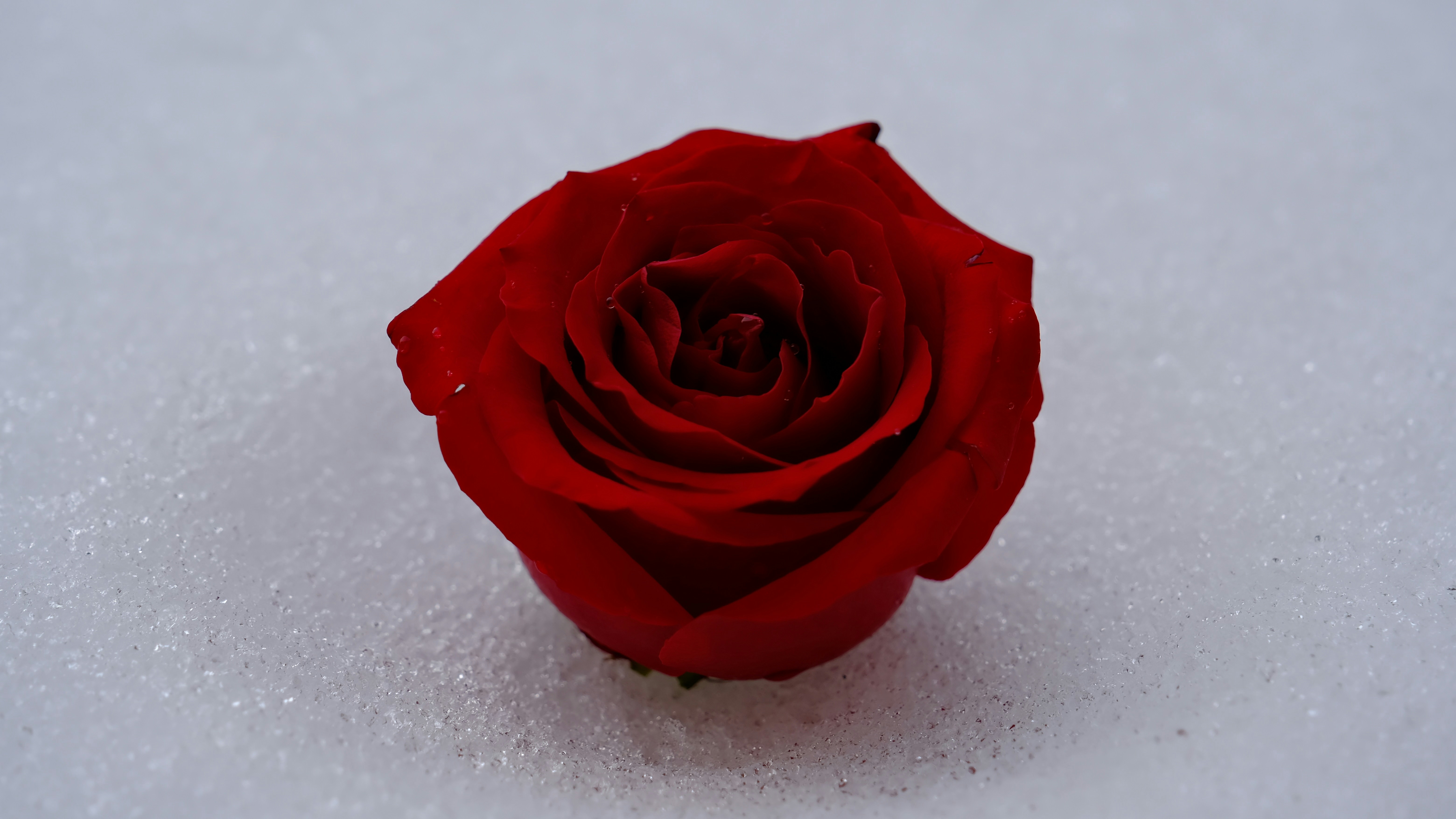 Crimson Velvet in Quiet Snow: A Rose's Frostlit Moment