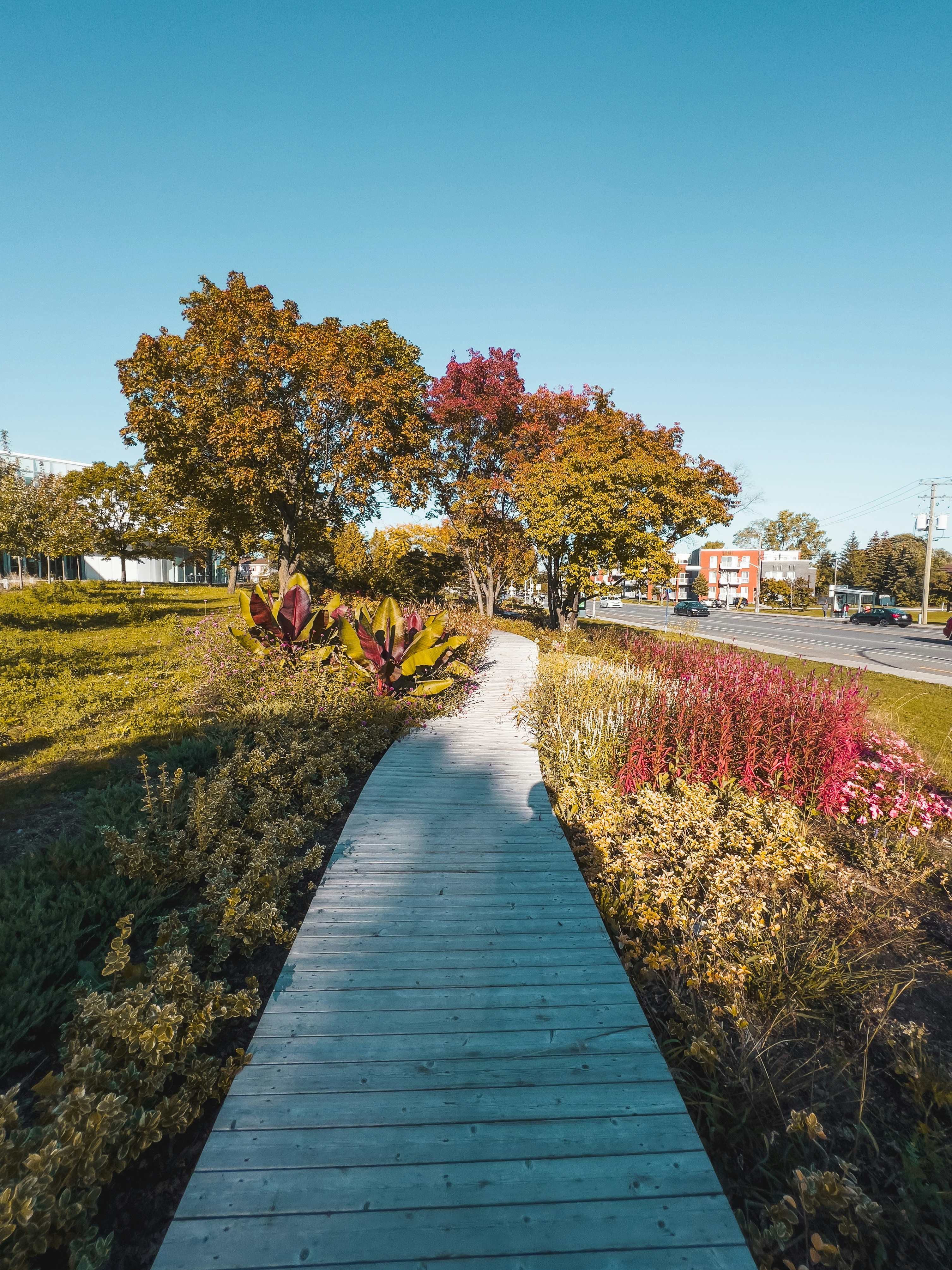 Pathway to Autumn Color: A Wooden Trail Through a Blooming Park