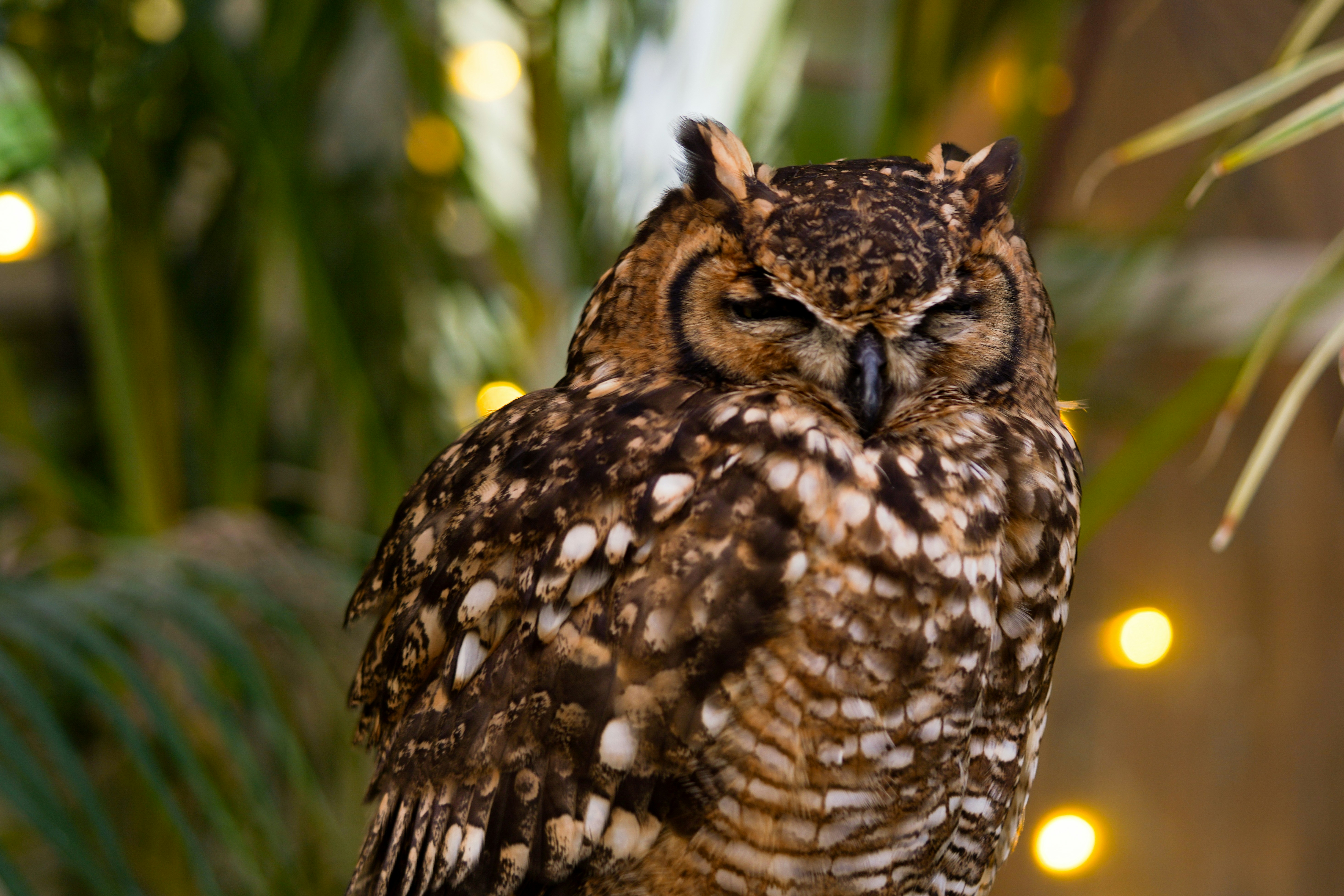Midnight Sentinel: Barred Owl Among Lantern Glow
