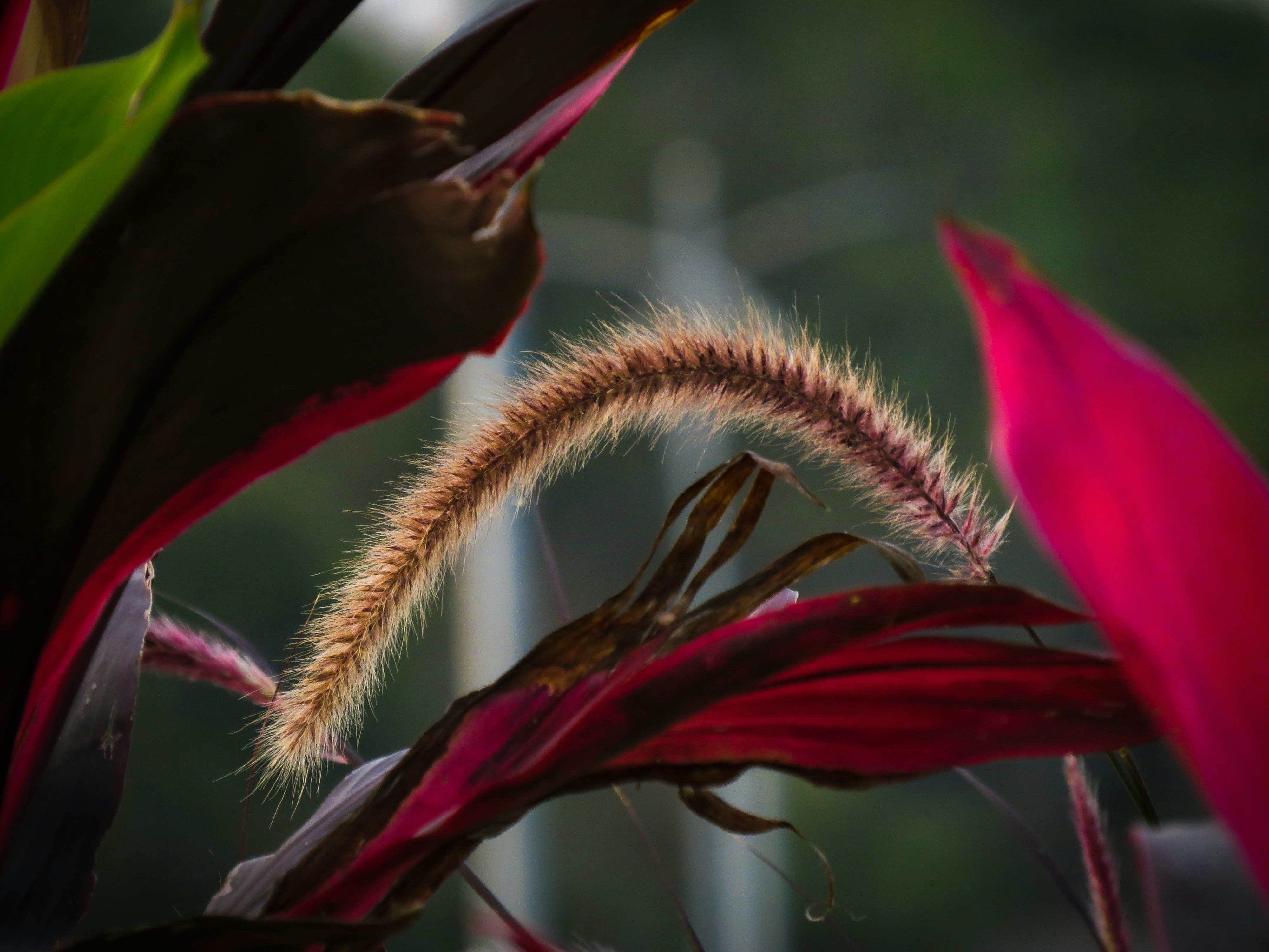 a close up of a plant with red and green leaves