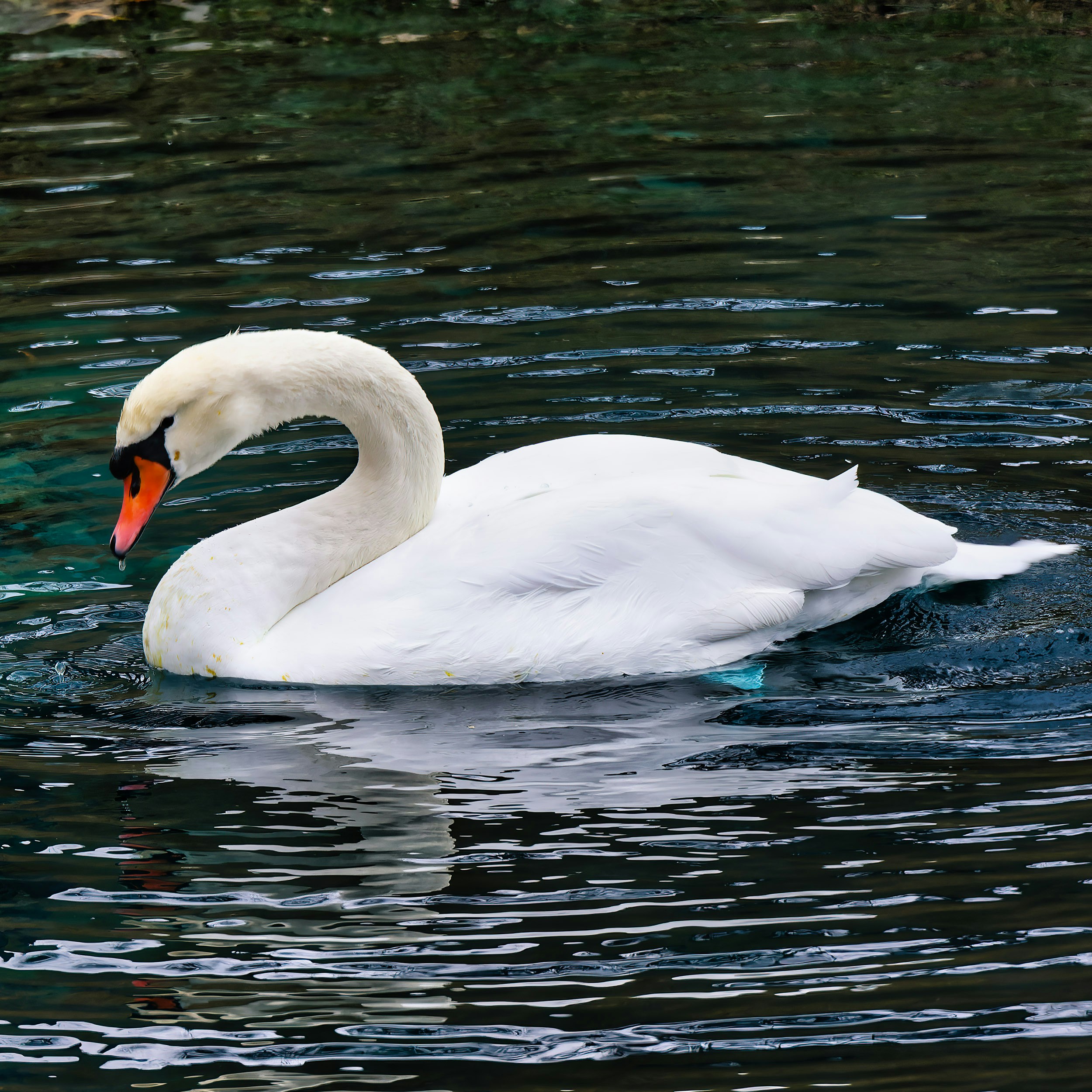 A white swan floating on top of a body of water photo – Free Saint ...