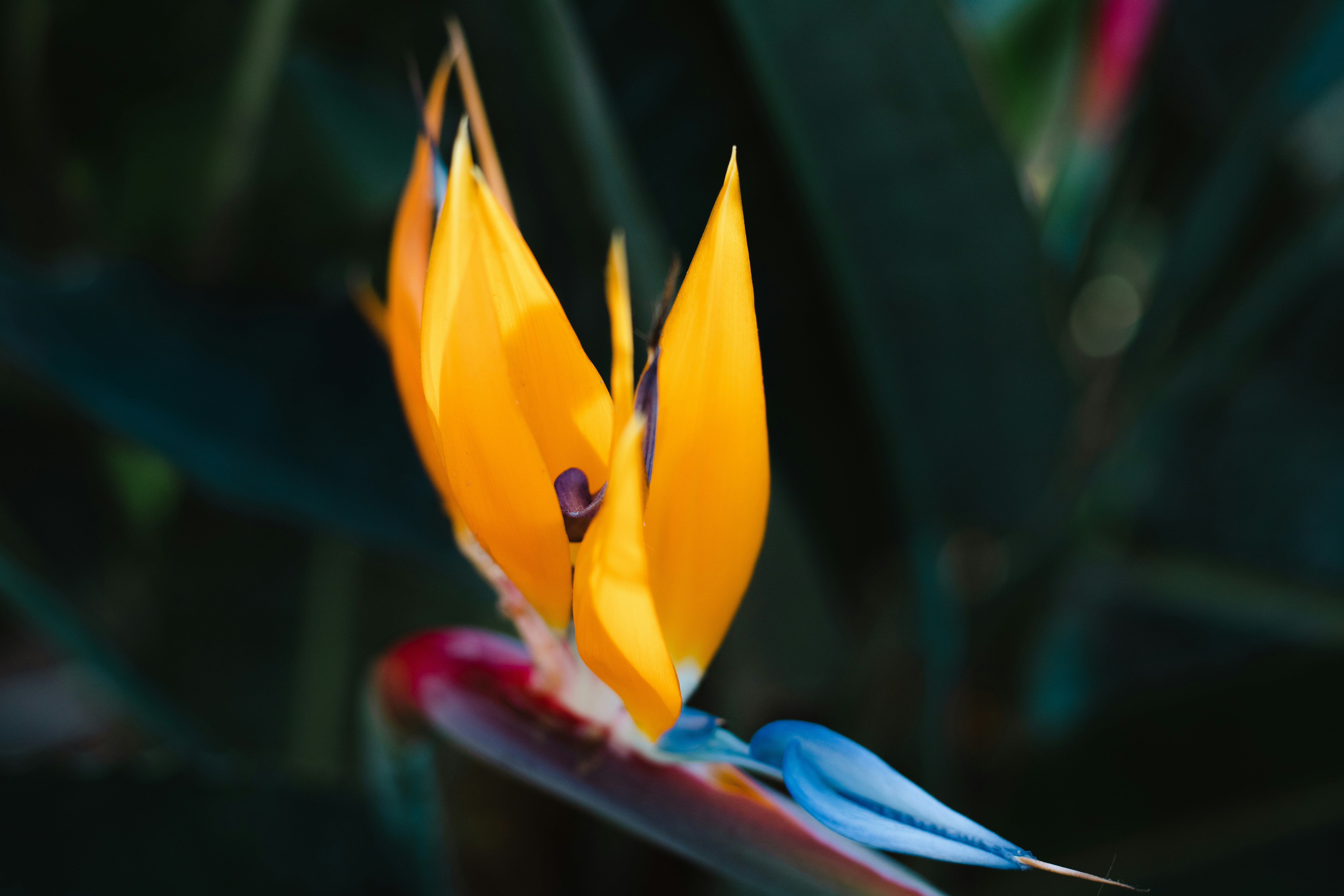 Flame and Indigo: a close-up of a Bird of Paradise bloom in soft shadow