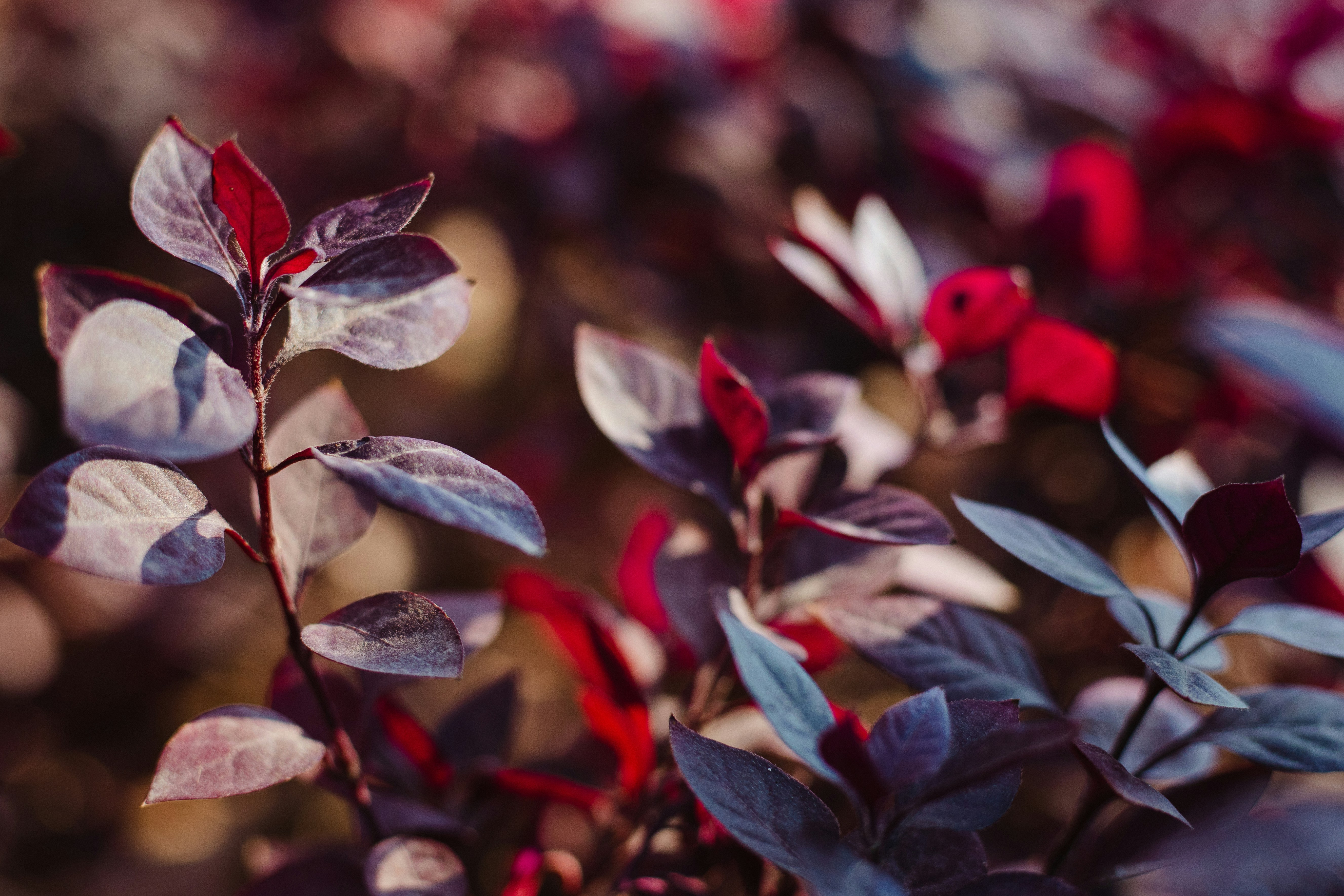 Gros plan d’une plante aux feuilles rouges et violettes photo – Photo ...