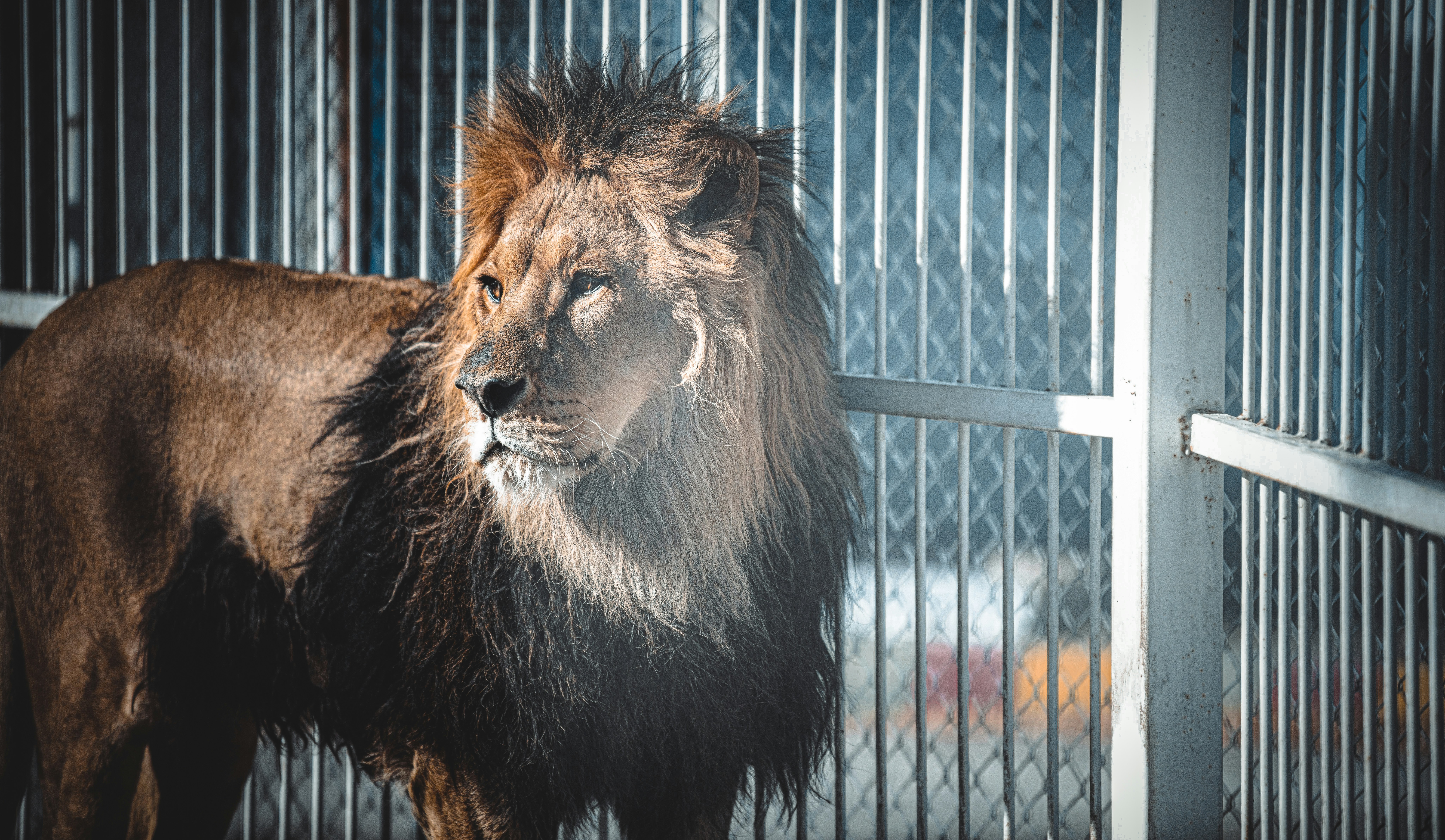 Majesty Behind Bars: A Lion's Contemplation