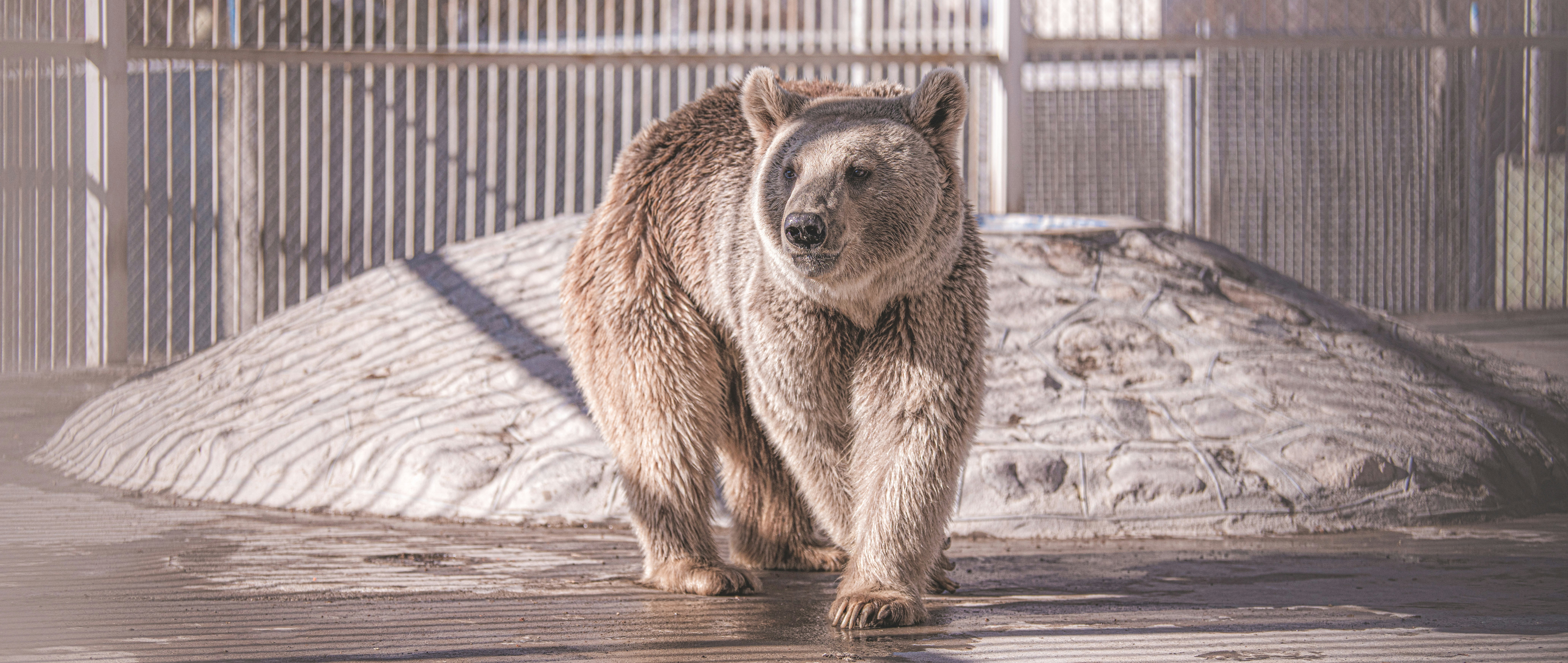Measured Step: Brown Bear Traverses a Wooden Platform in a Barred Zoo Enclosure