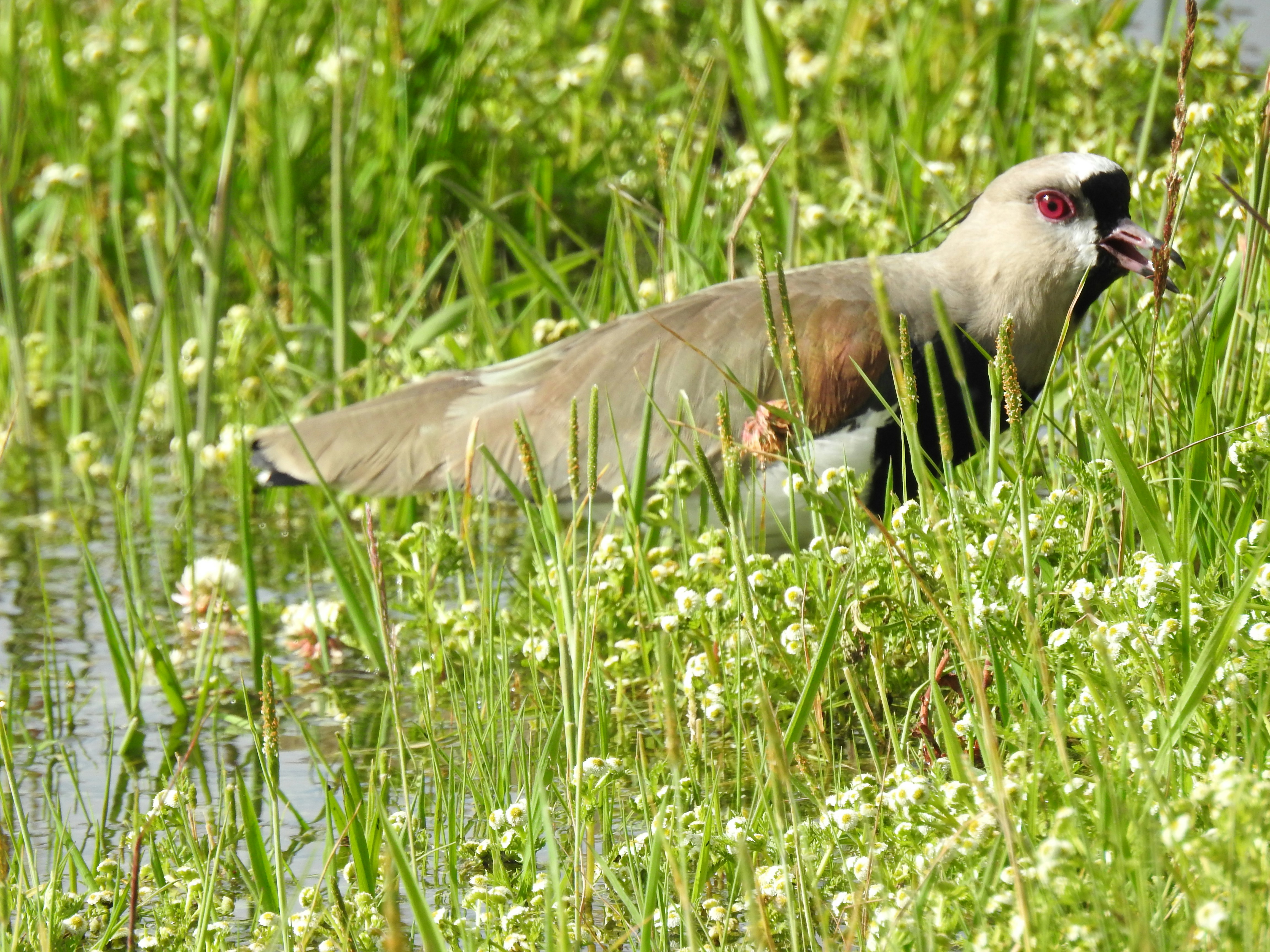 Red-eyed Night Heron Wading Through Marsh Grass