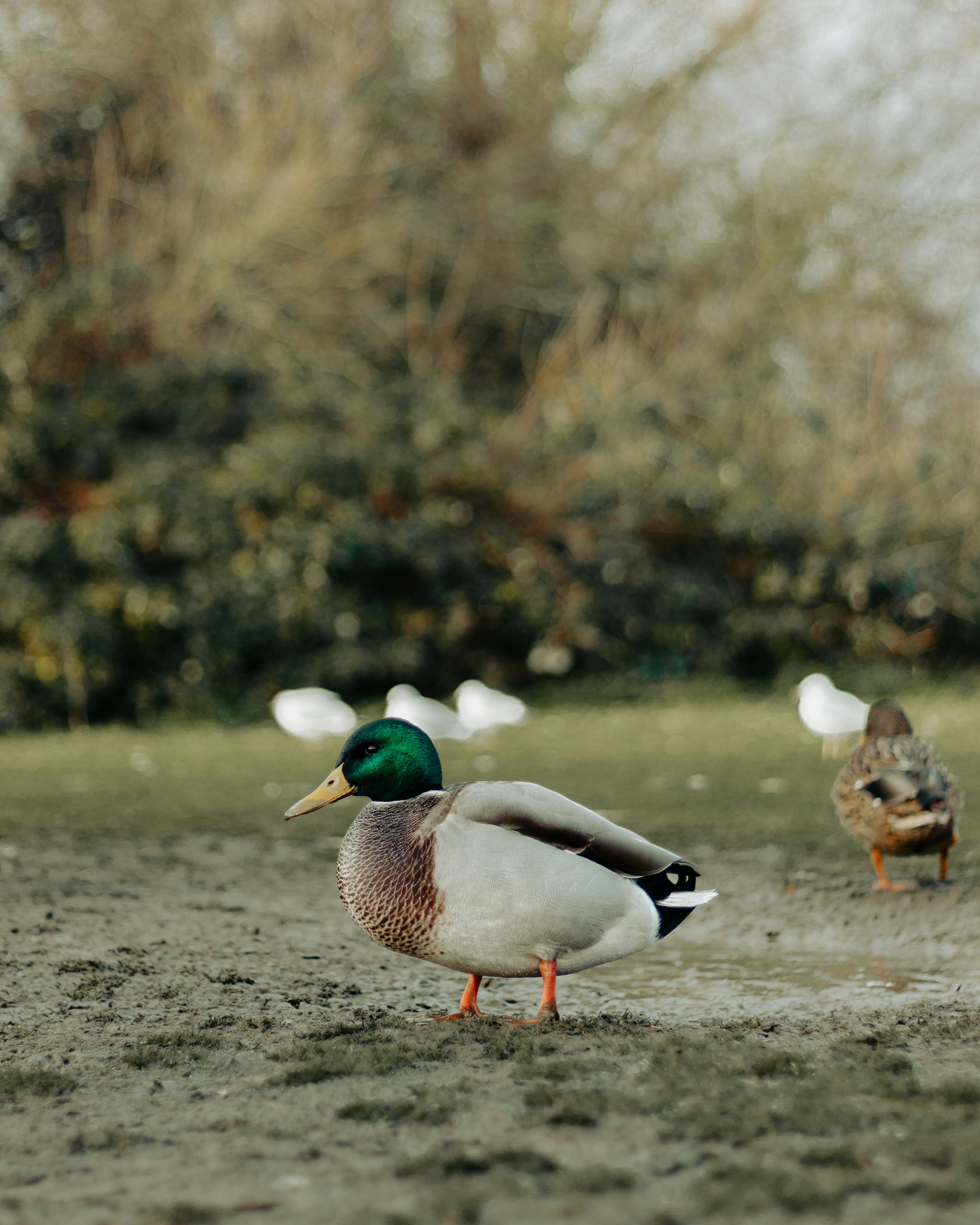 a couple of ducks standing on top of a dirt field