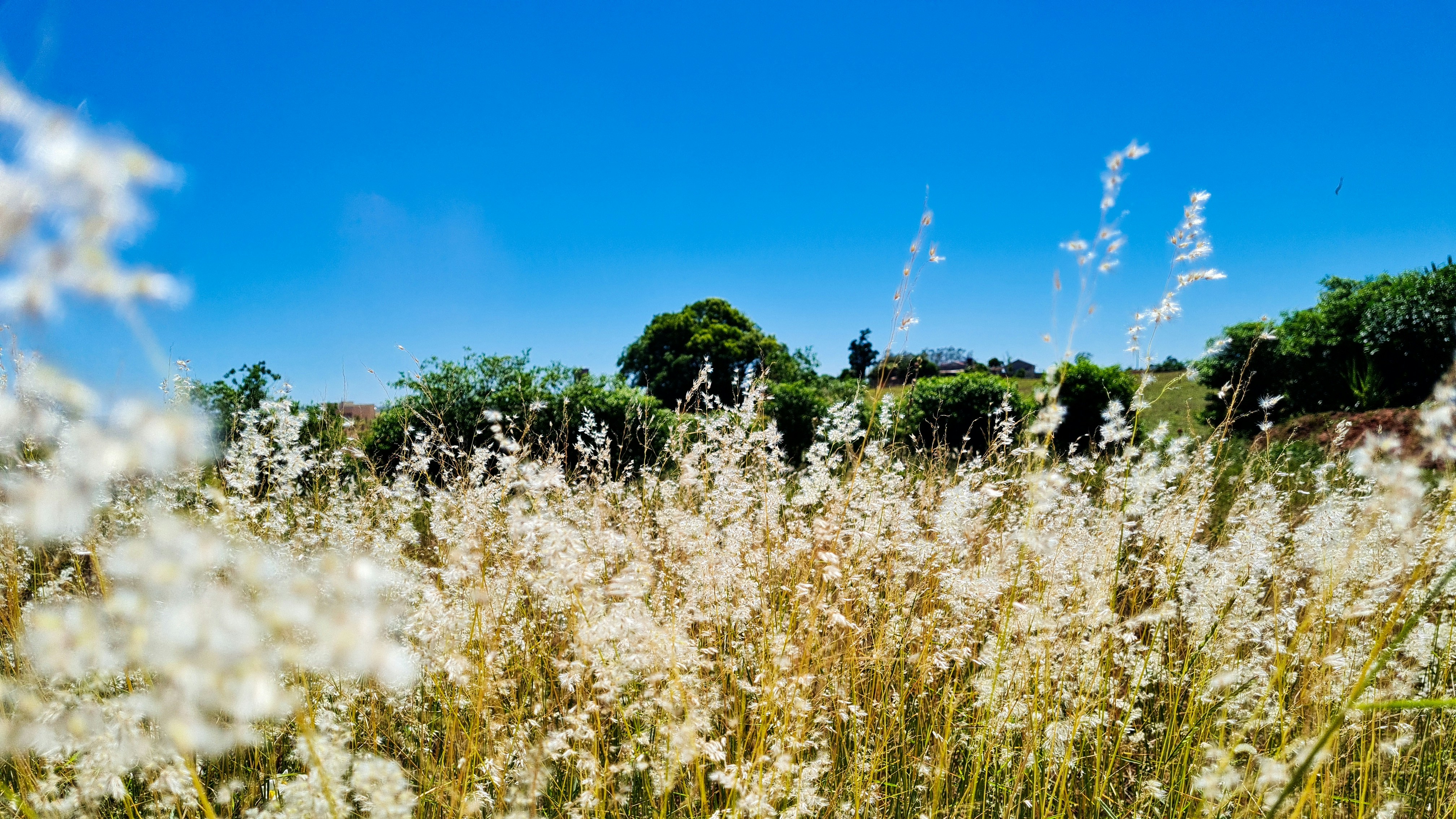 A field of tall grass with trees in the background photo – Free Brazil ...