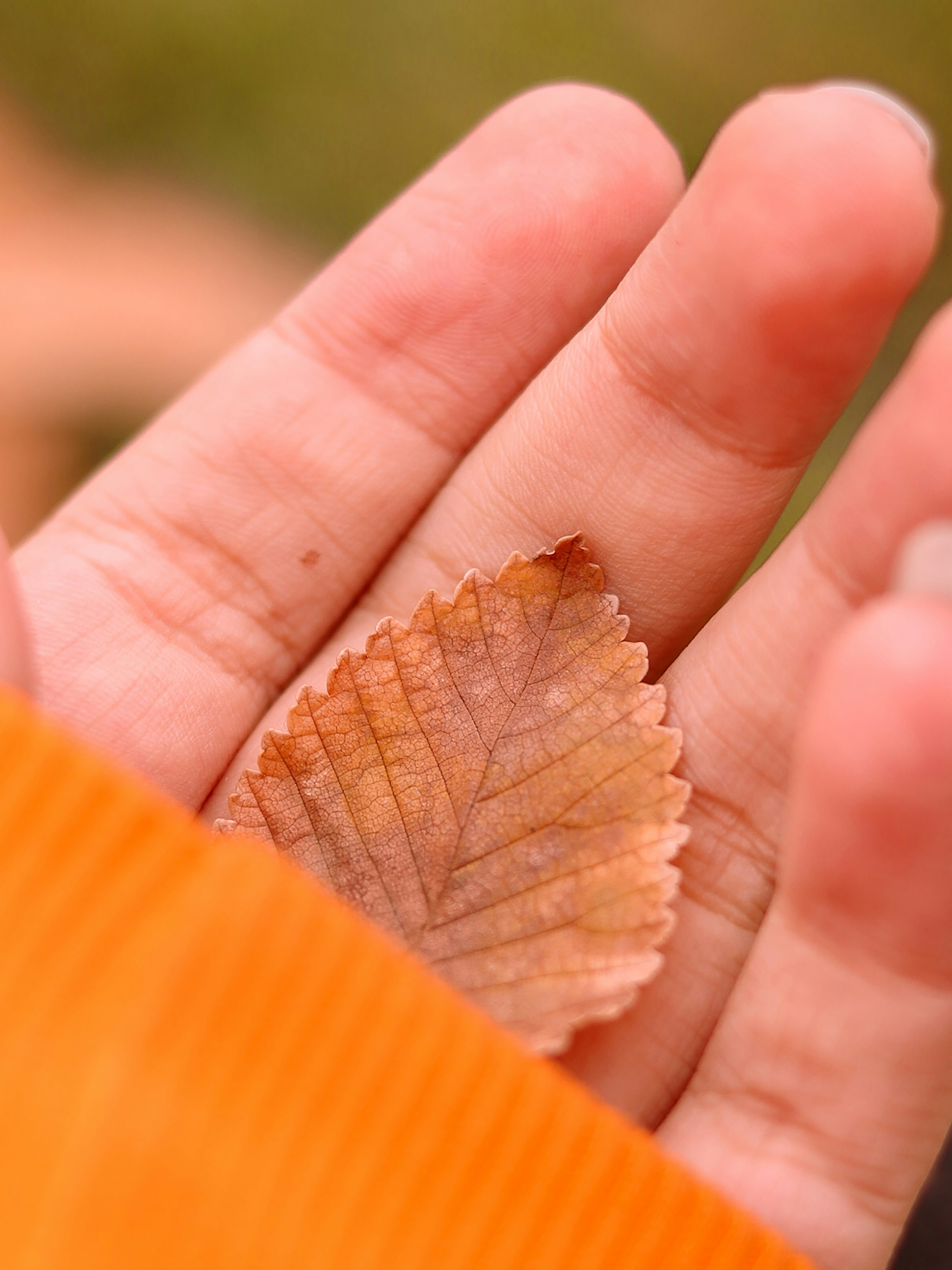 a person holding a leaf in their hand