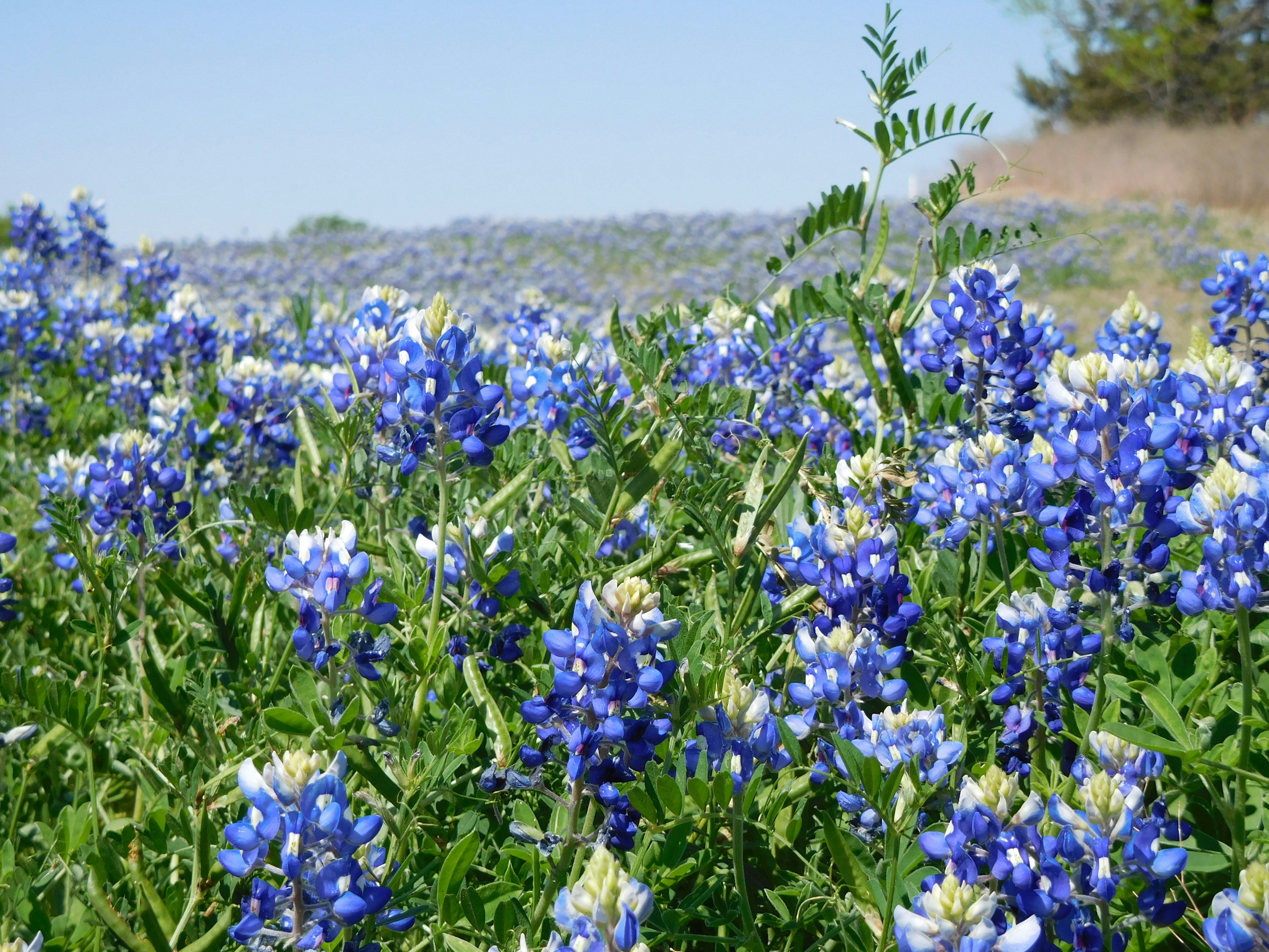 Texas Bluebonnets
 | a field full of blue and white flowers