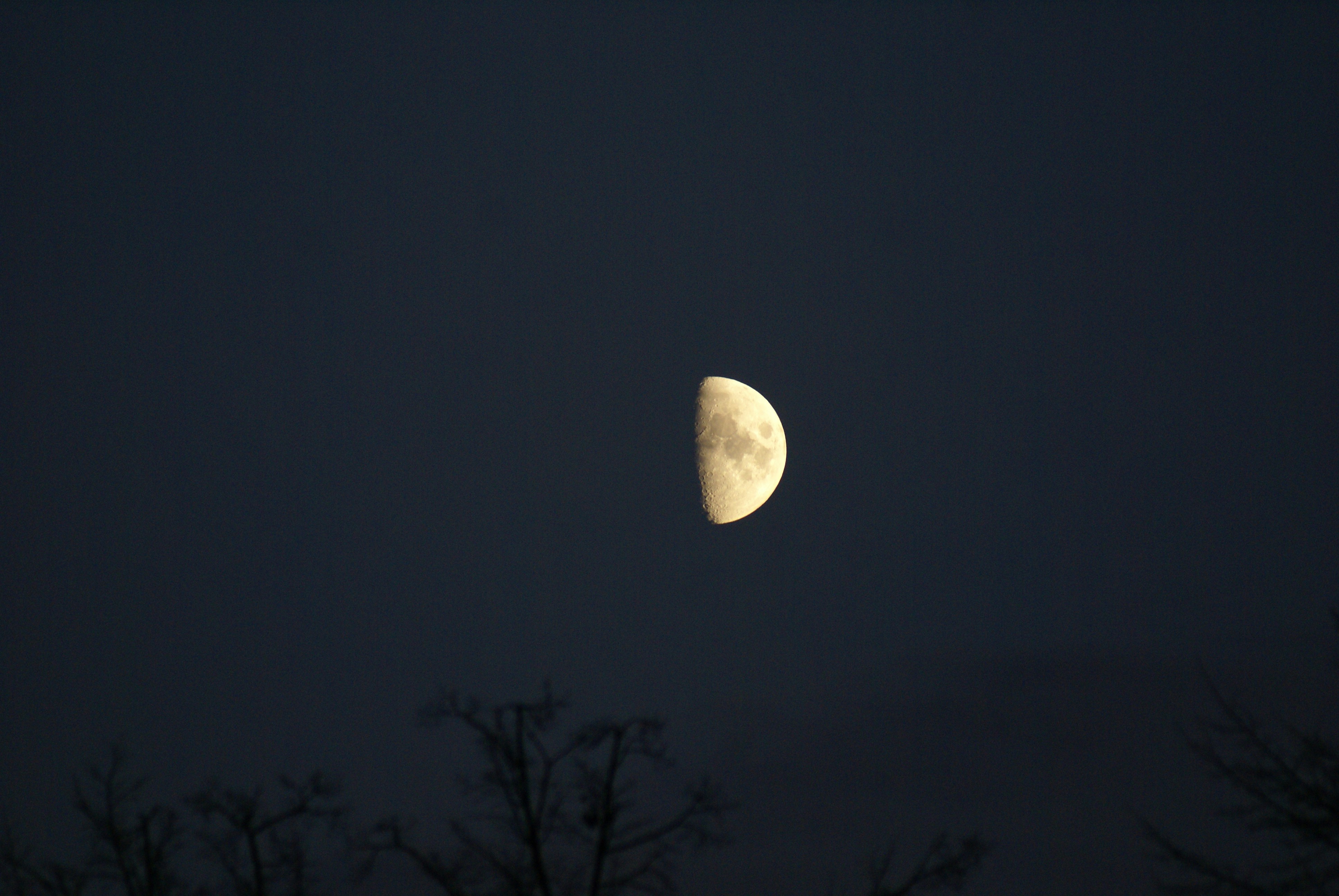 Half-moon glowing softly against a deep blue night sky, framed by silhouetted tree branches. 