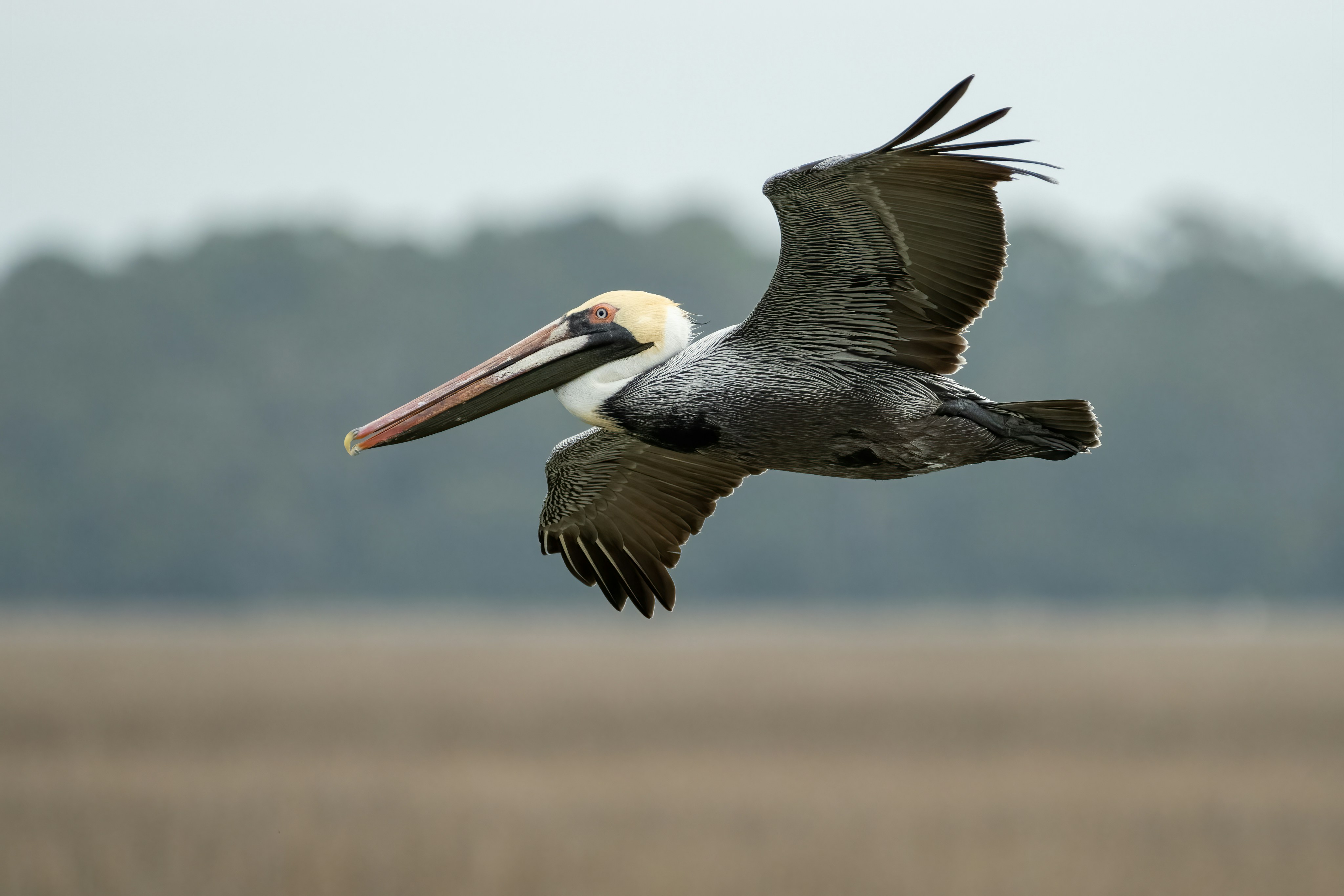 Foto Seekor burung besar dengan paruh panjang terbang di atas ladang ...