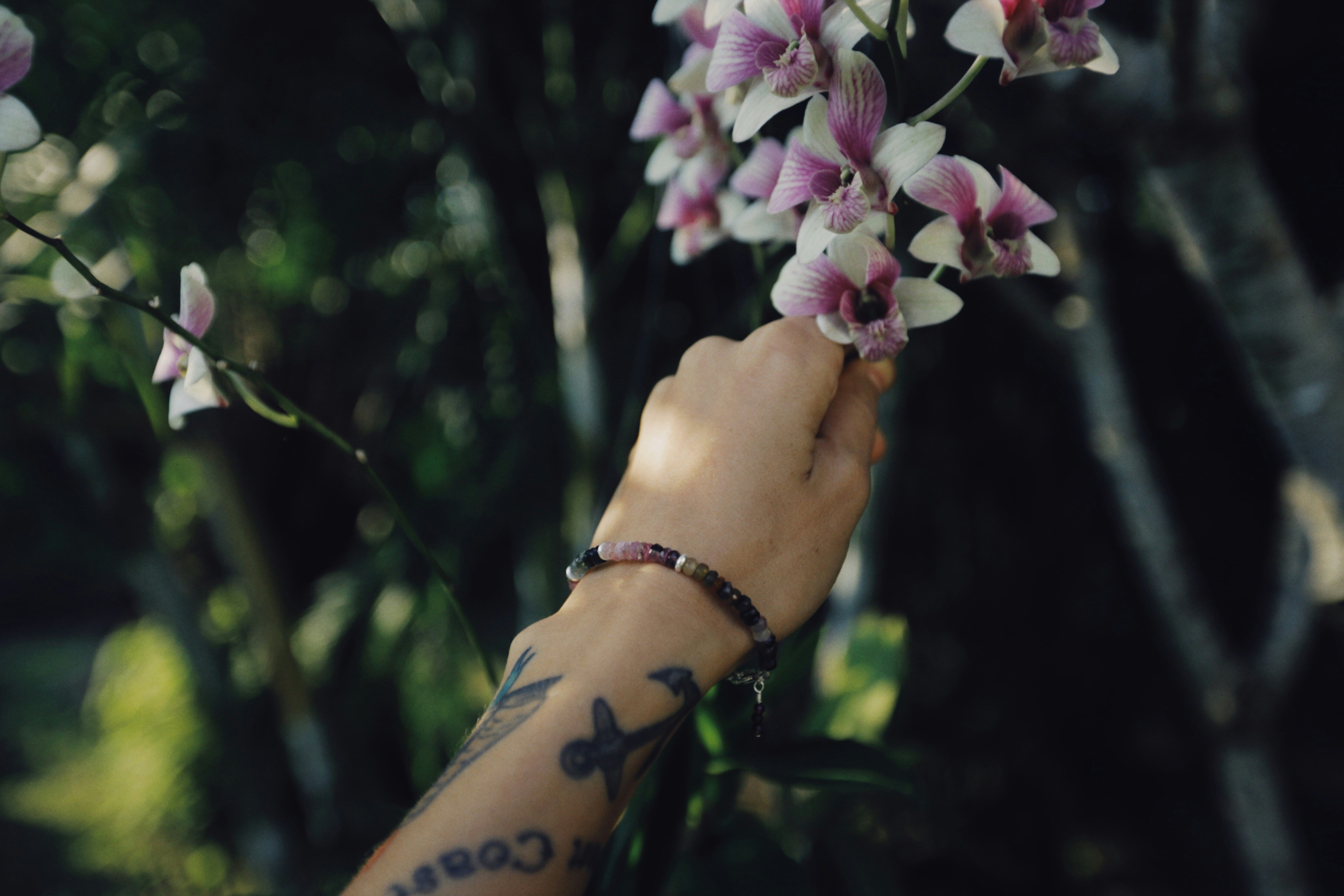 A person's arm holding a bunch of flowers photo – Free Plant Image on ...