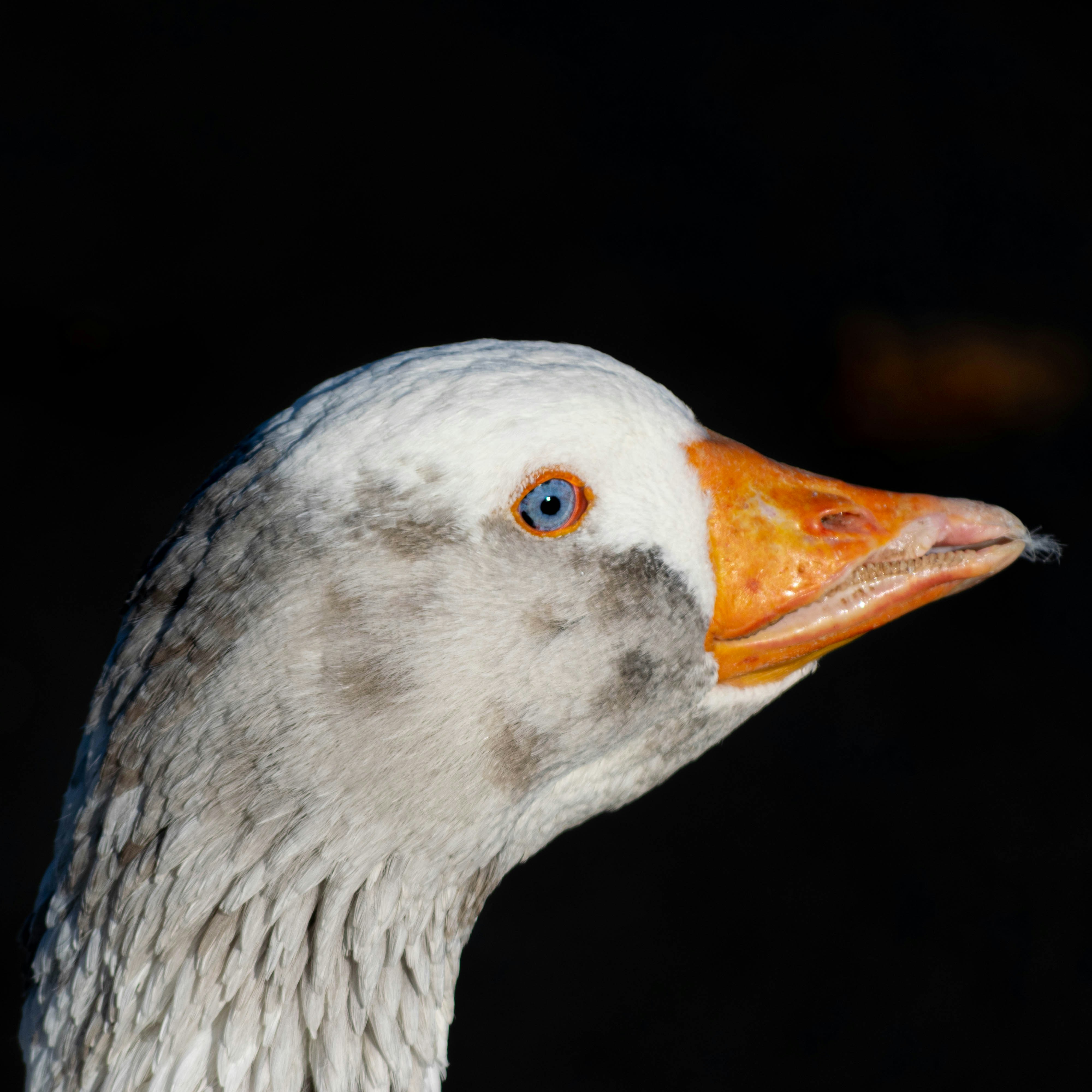 Close-up of a goose showcasing its intricate feather details and vibrant blue eye against a dark background.