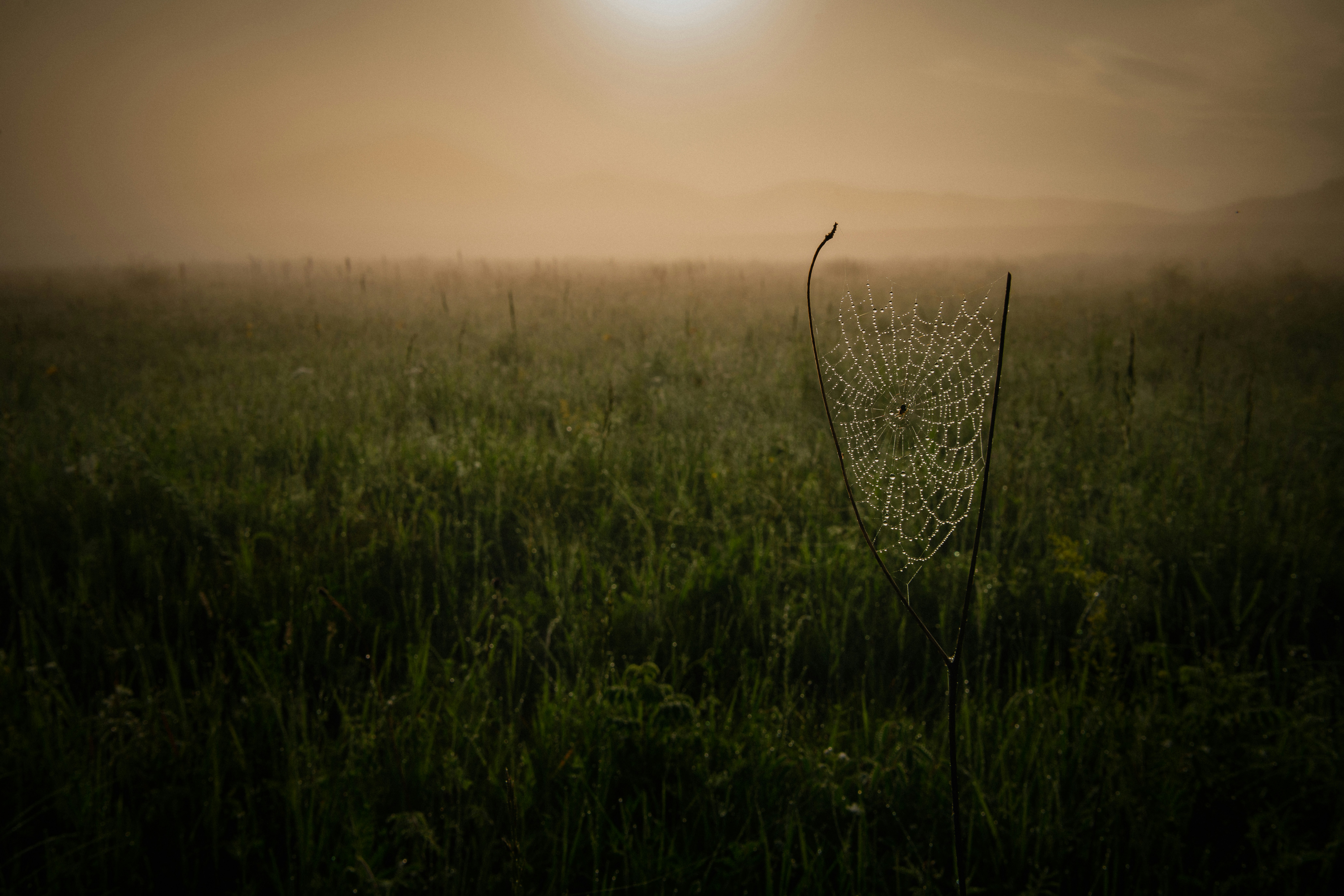 Delicate spider web adorned with dew, captured in a misty meadow at sunrise. The ethereal atmosphere enhances the web's intricate design.