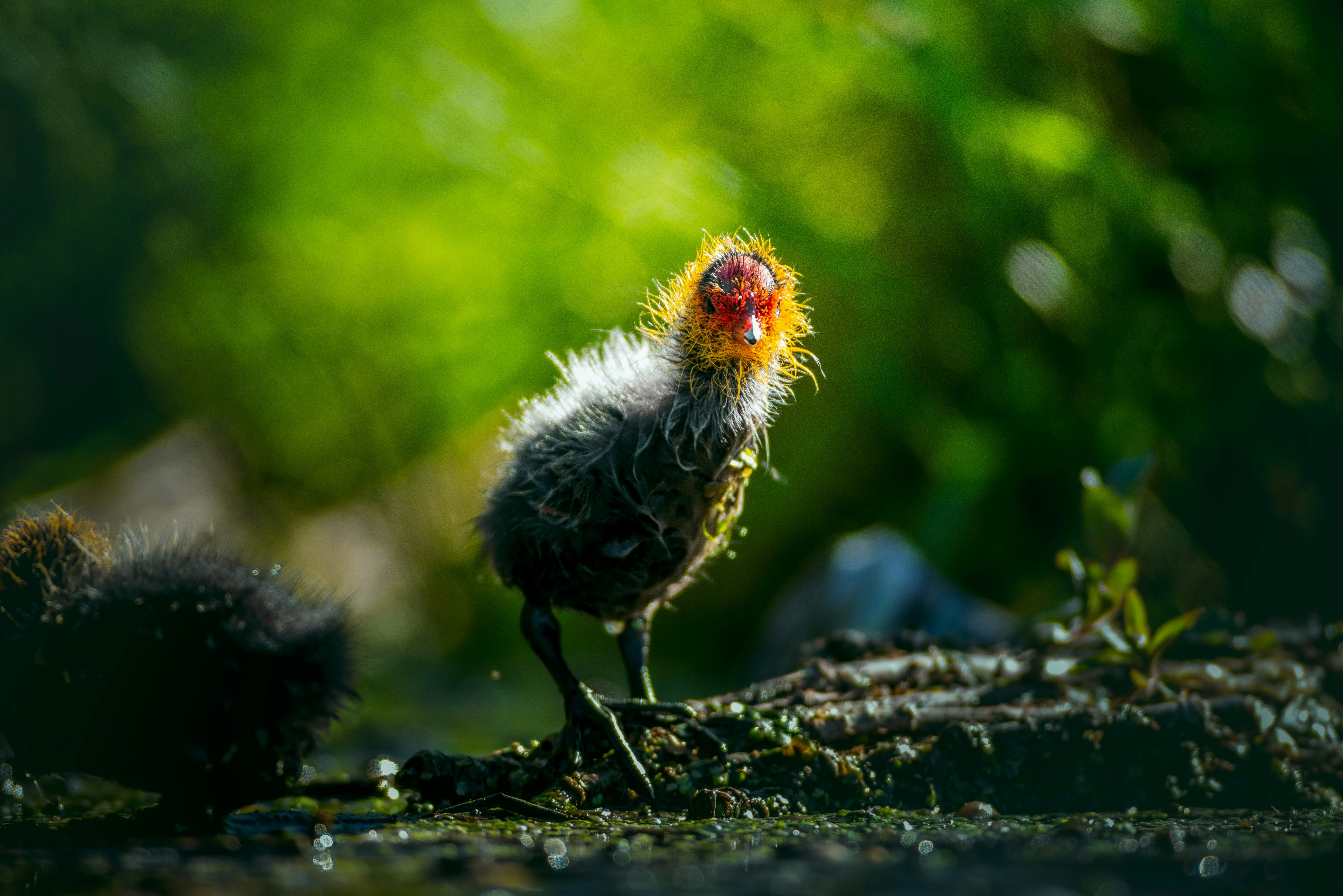 Fluffed Beginnings: A Tiny Bird Emerges from Wetland Moss