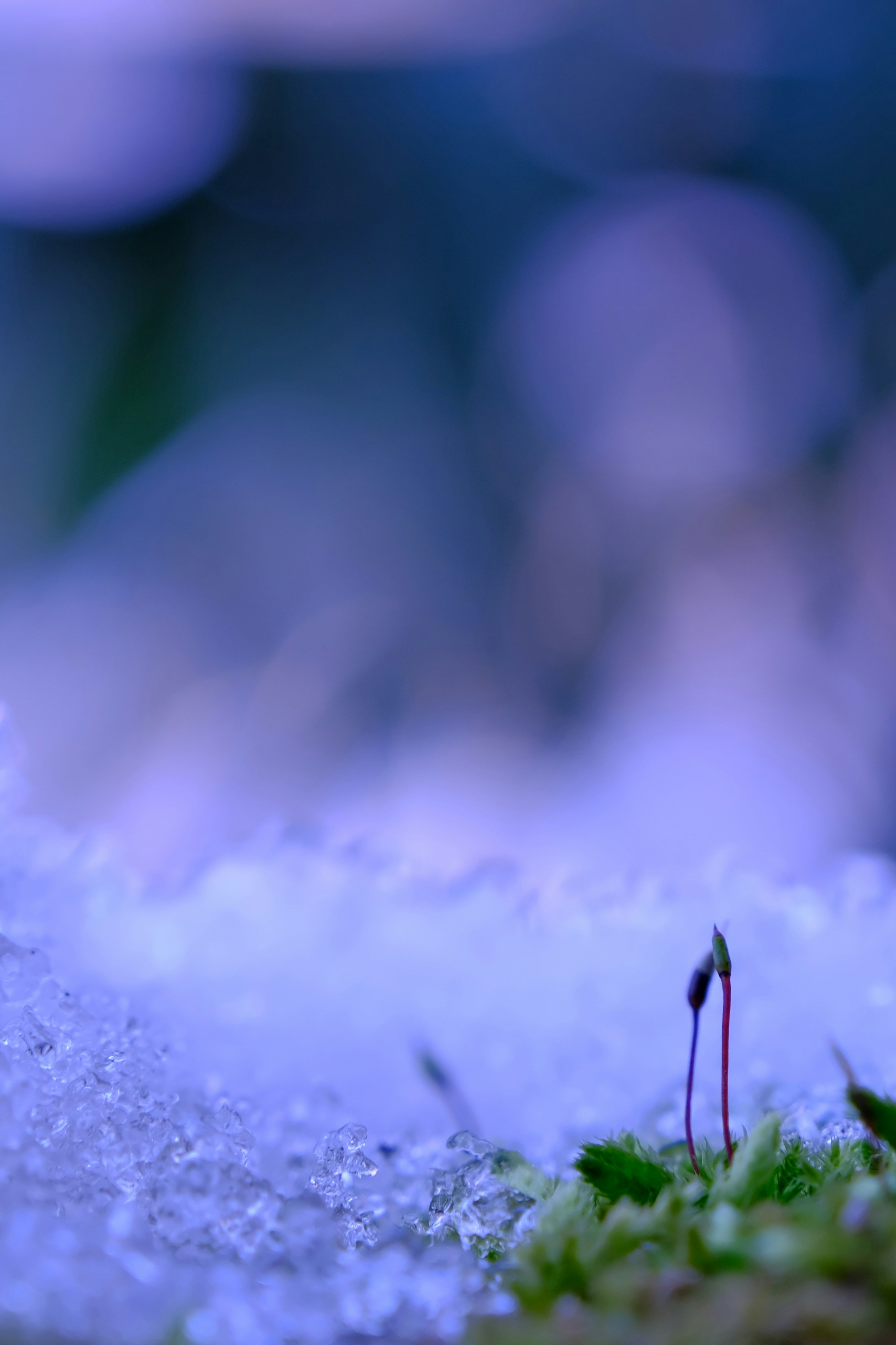 a close up of a plant with snow on it