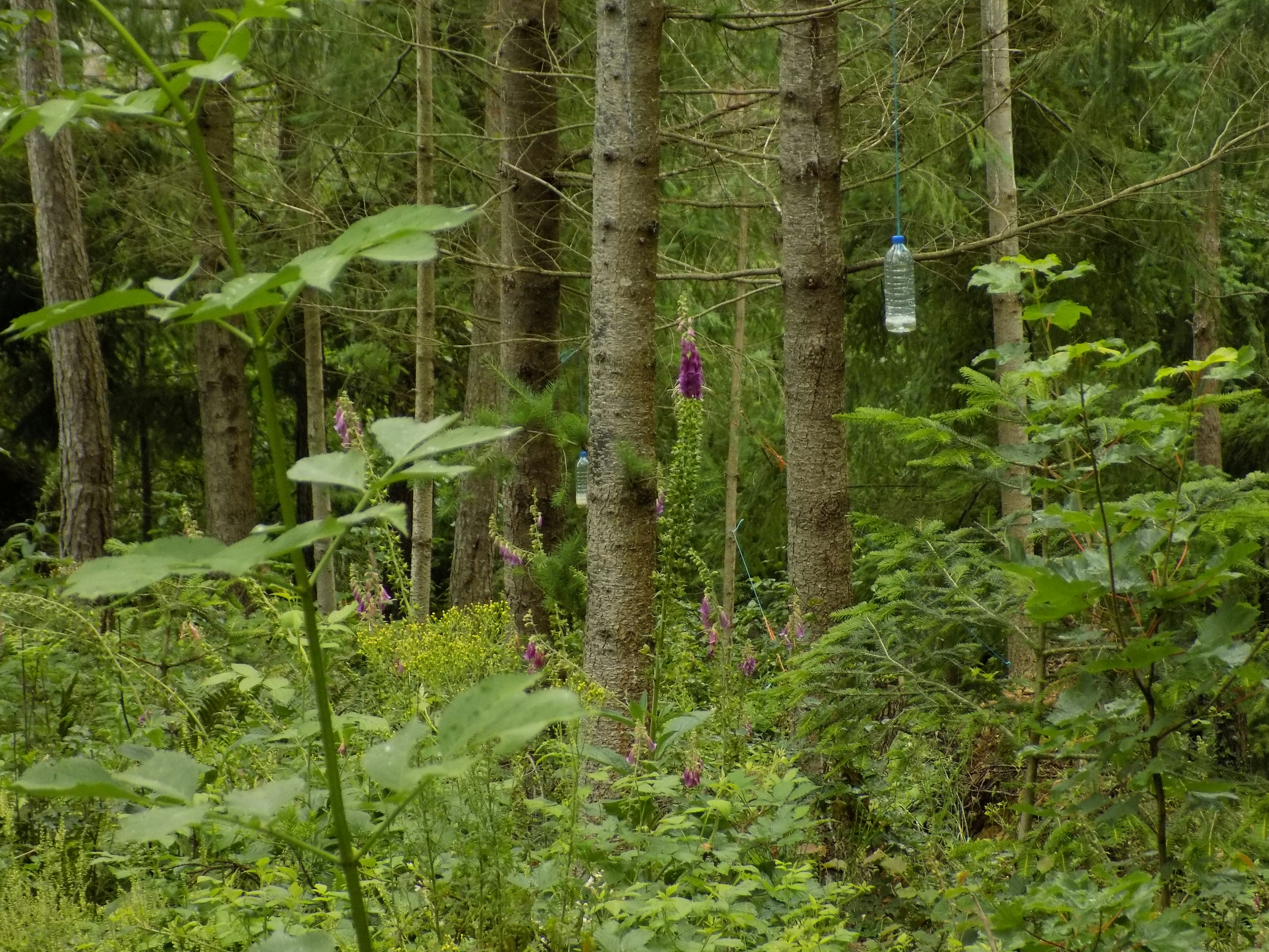 Forest scene with a plastic water bottle hanging from a string among tall pine trunks and purple wildflowers. Natural daylight highlights this subtle focal point in a quiet woodland.