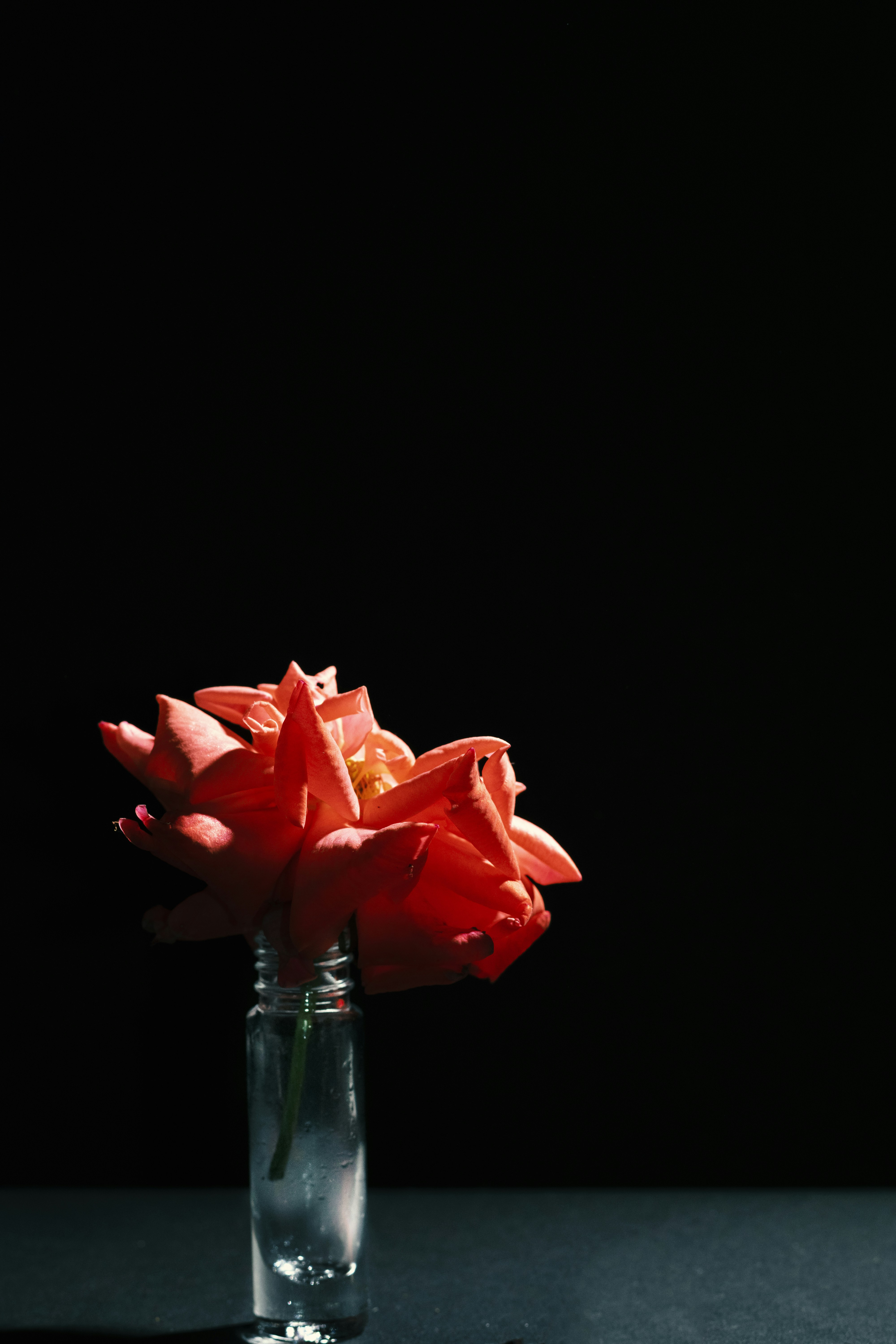 Crimson Still Life: Rose Bouquet in a Glass Vessel