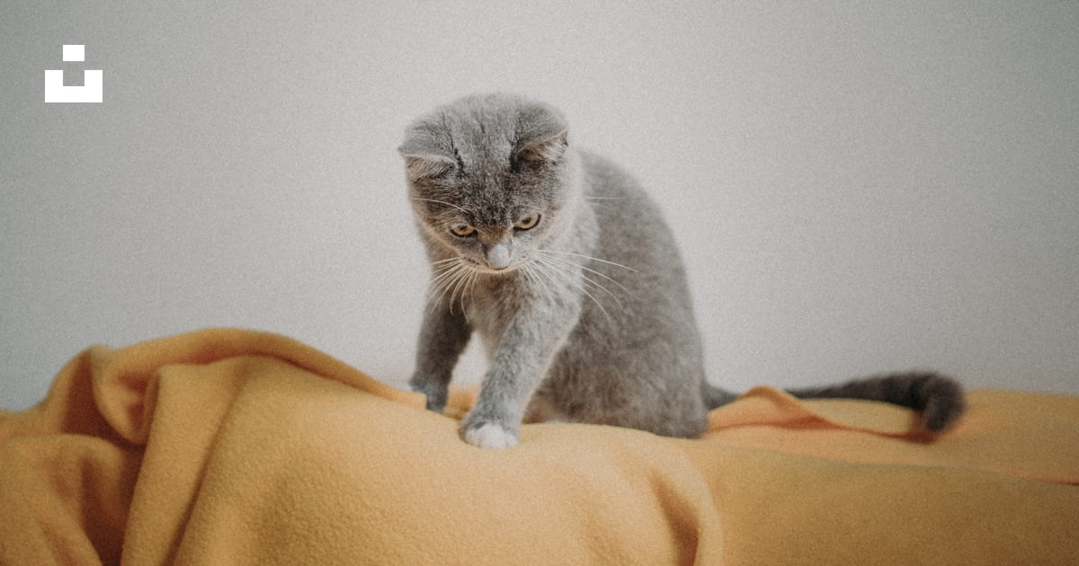 침대 위에 담요 위에 앉아 있는 고양이 사진 Unsplash의 무료 고양이 이미지