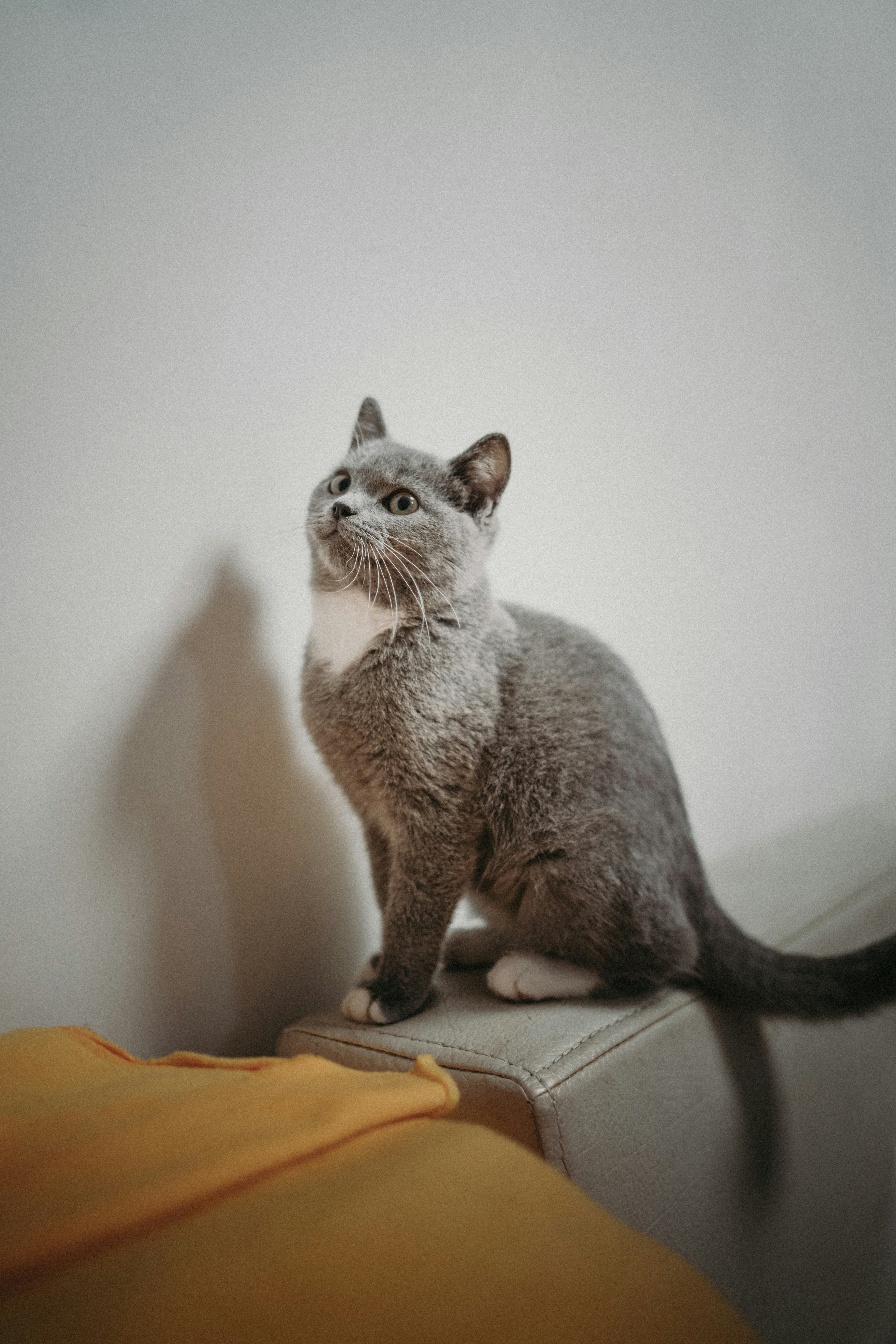 a gray cat sitting on top of a white wall