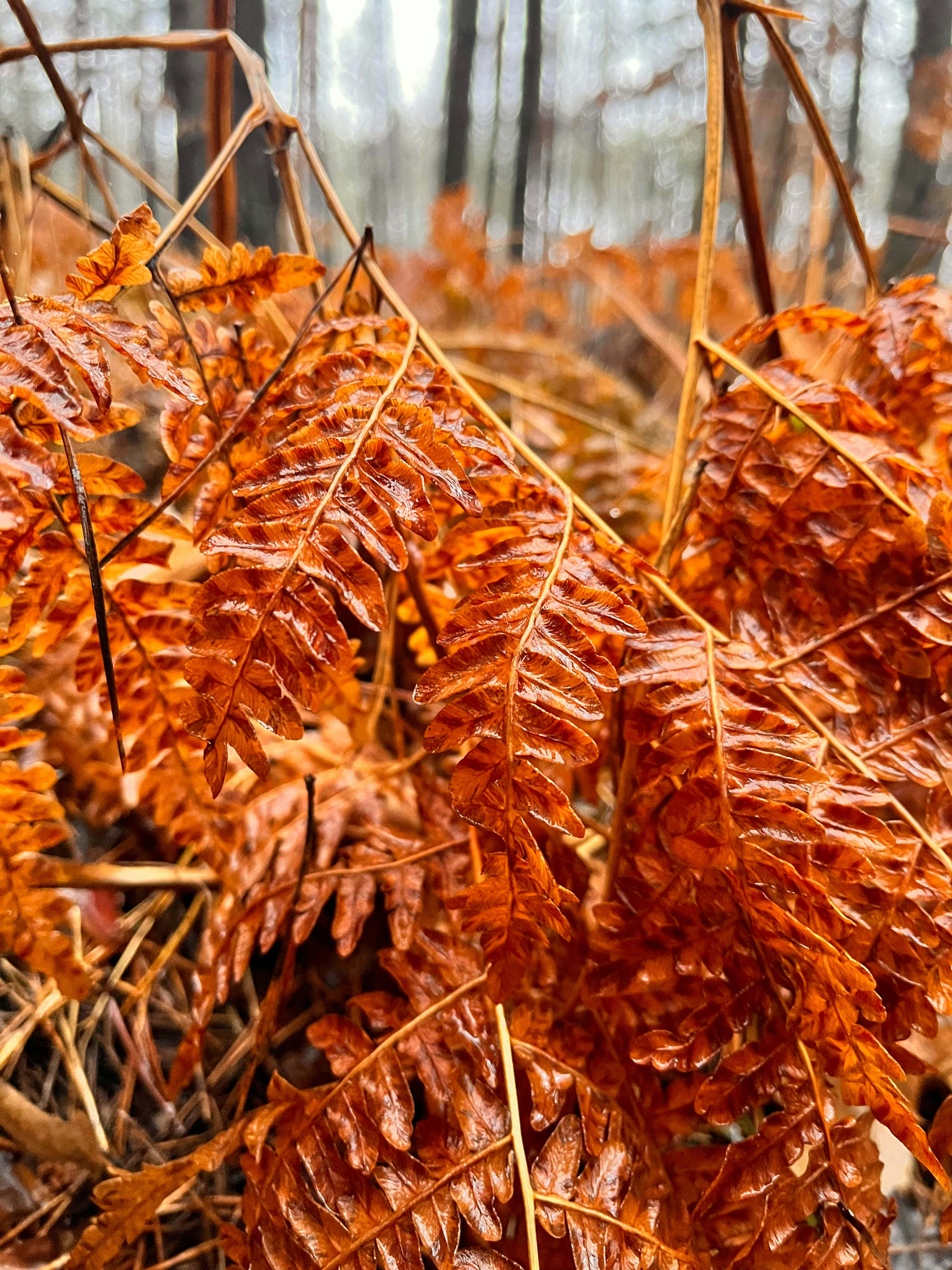 A bunch of leaves that are on the ground photo – Free Ukraine Image on ...