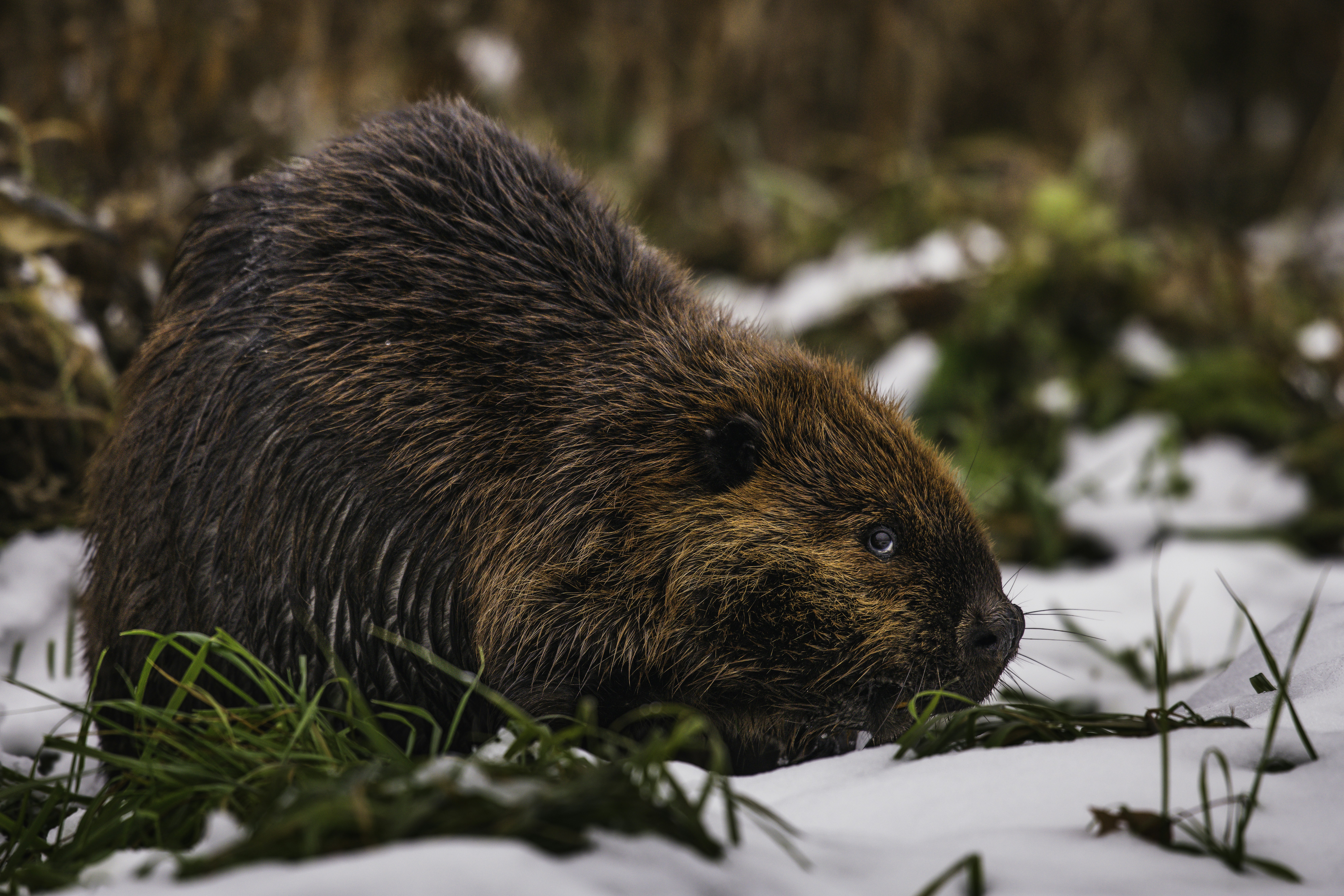 Winter Quiet: A Beaver Nuzzles Through Frozen Grass