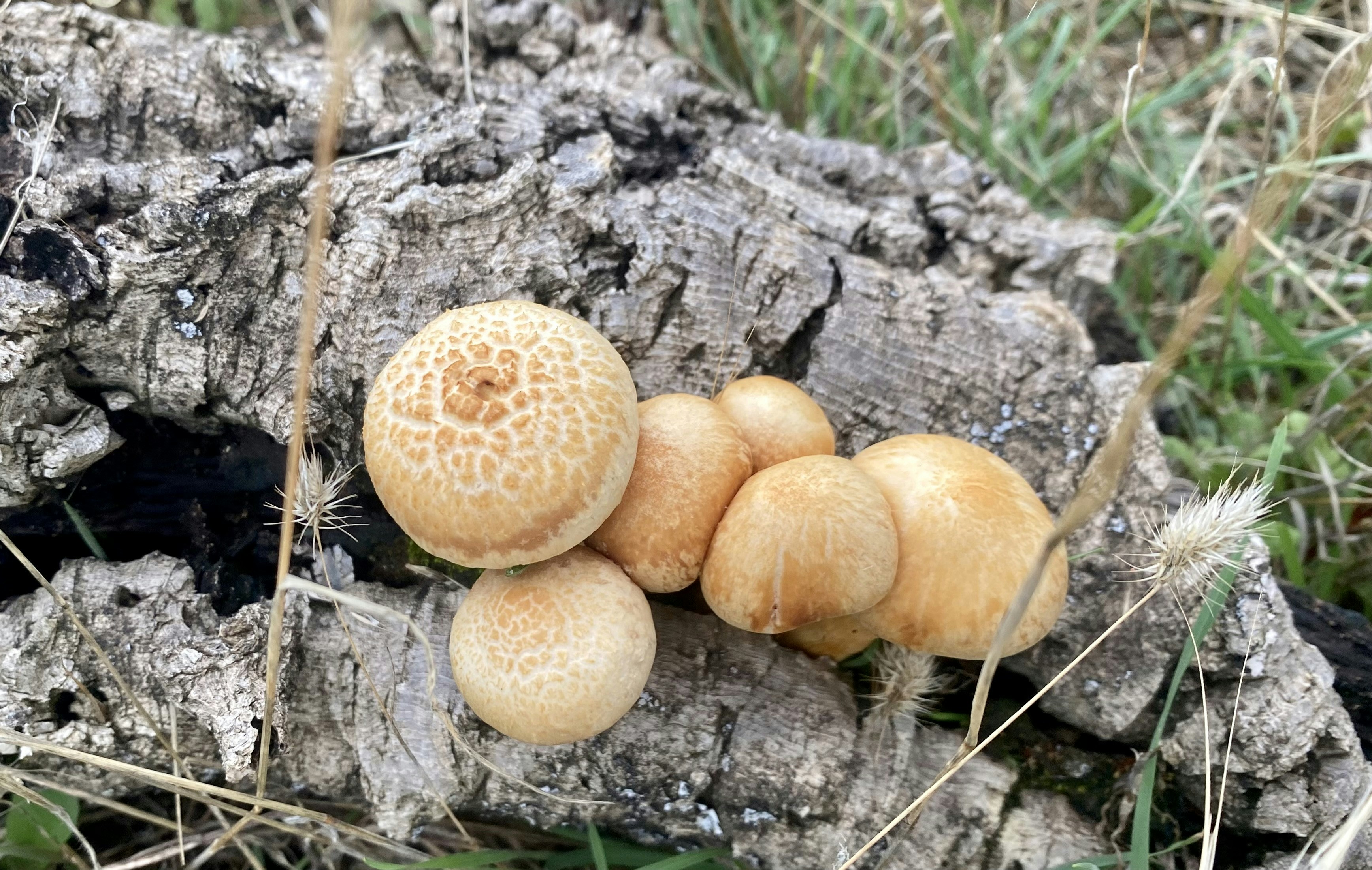 Mushroom cluster on a weathered log in a sunlit clearing