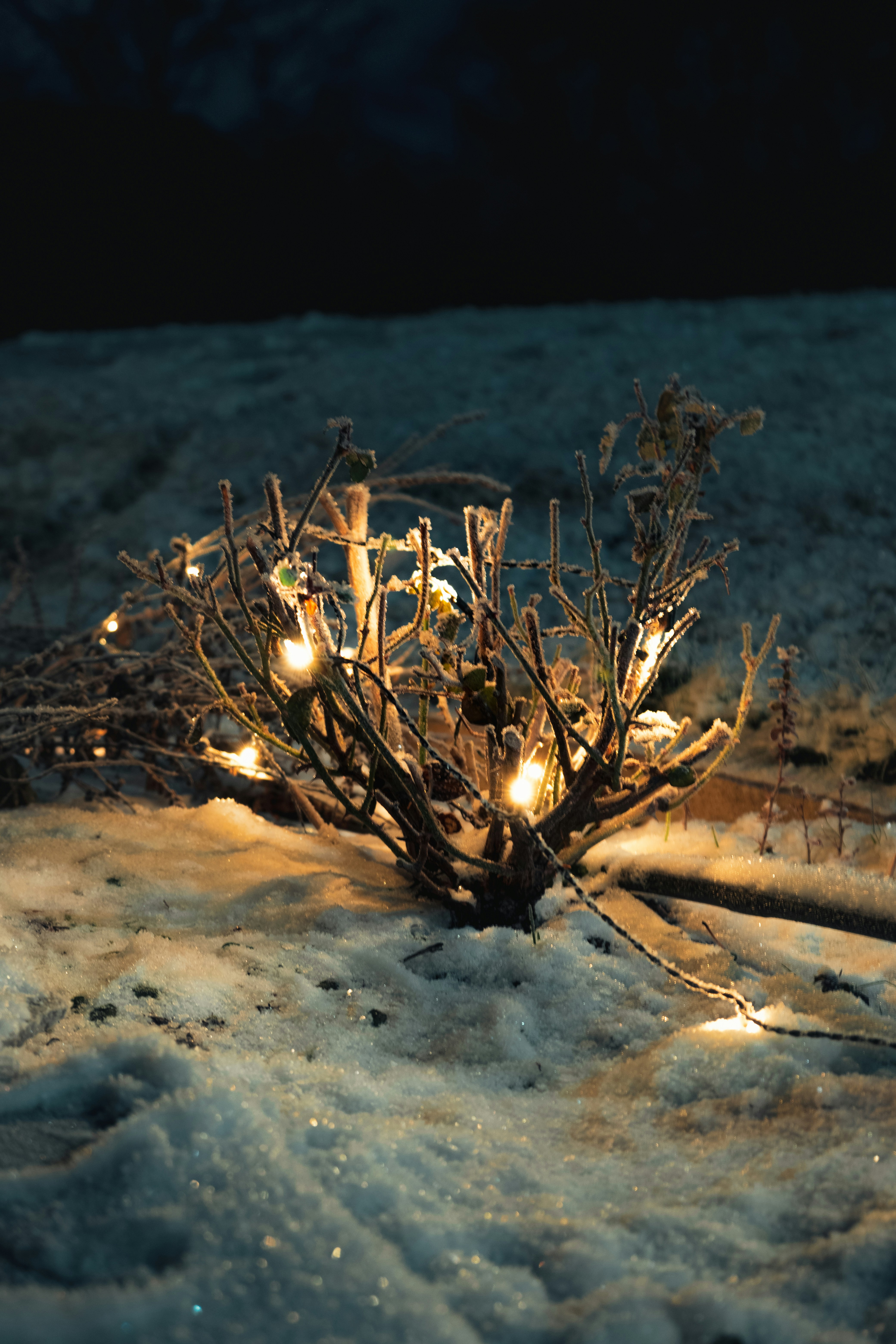 Snowbound Glow: A Tiny Bush Wreathed in Warm Lights Beneath a Midnight Sky