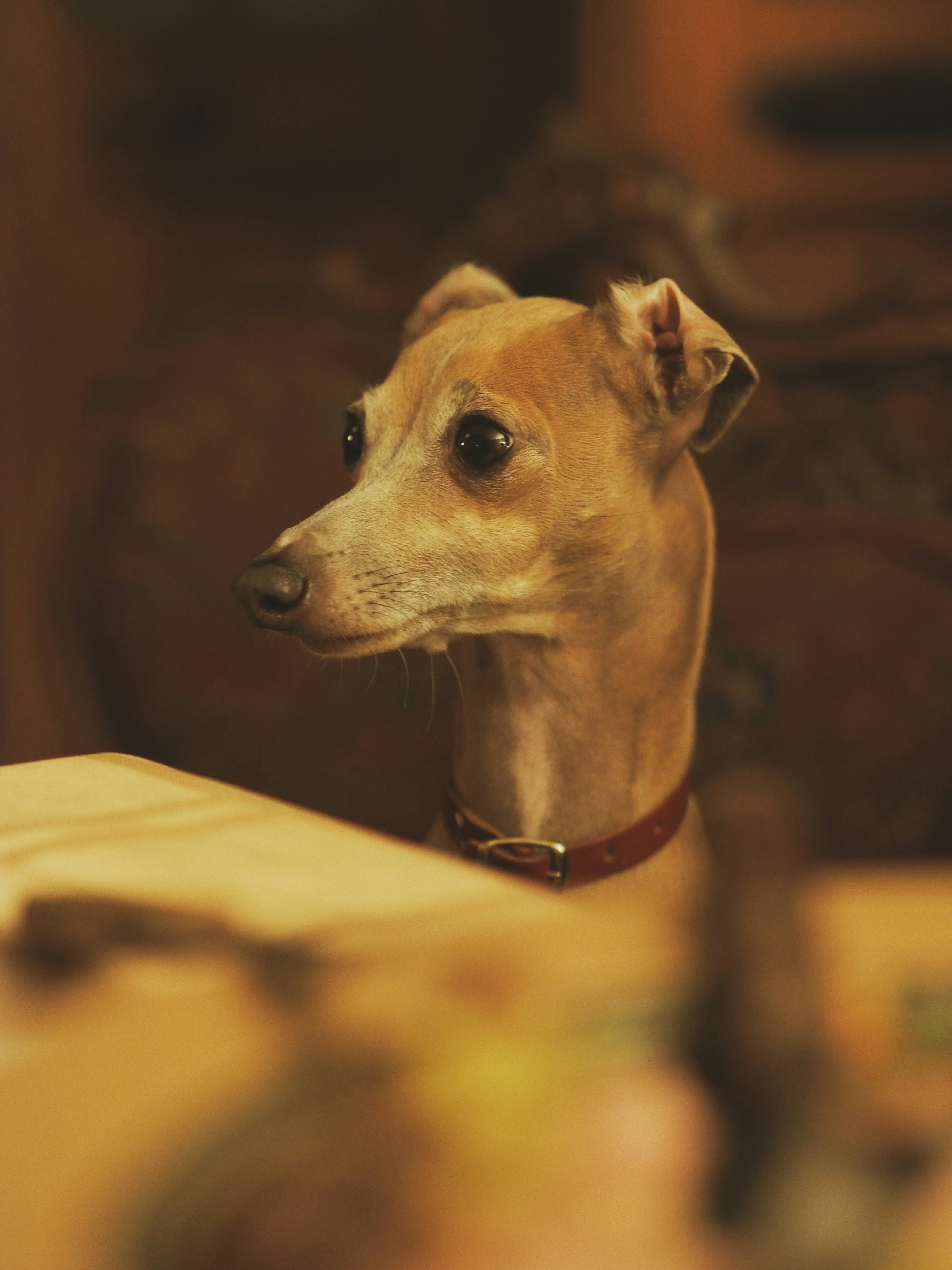 Amber Gaze: A Whippet's Quiet Look in Evening Light