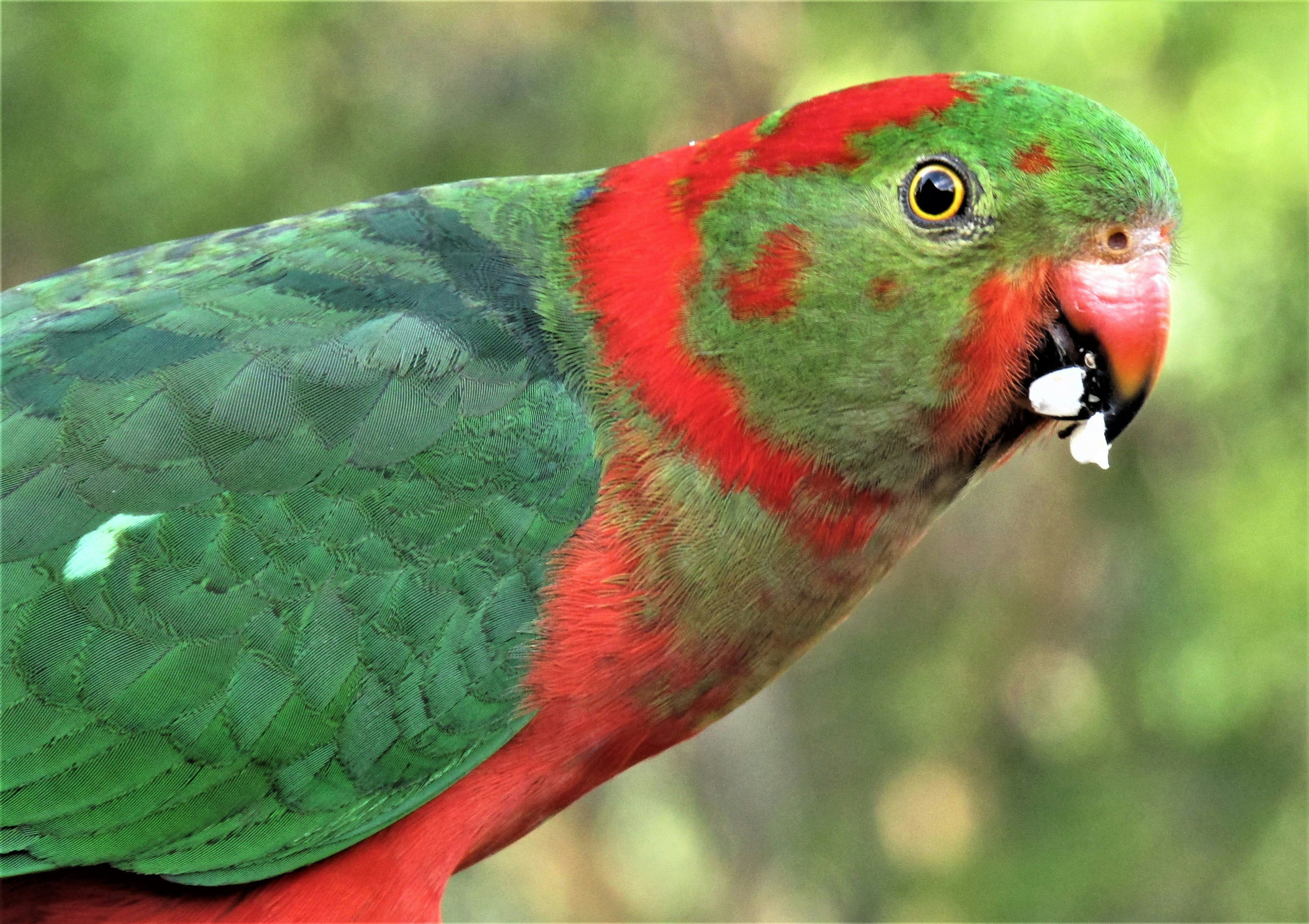 Close-up of a colorful parrot with vivid green and red plumage, showcasing its inquisitive expression and a piece of food in its beak.