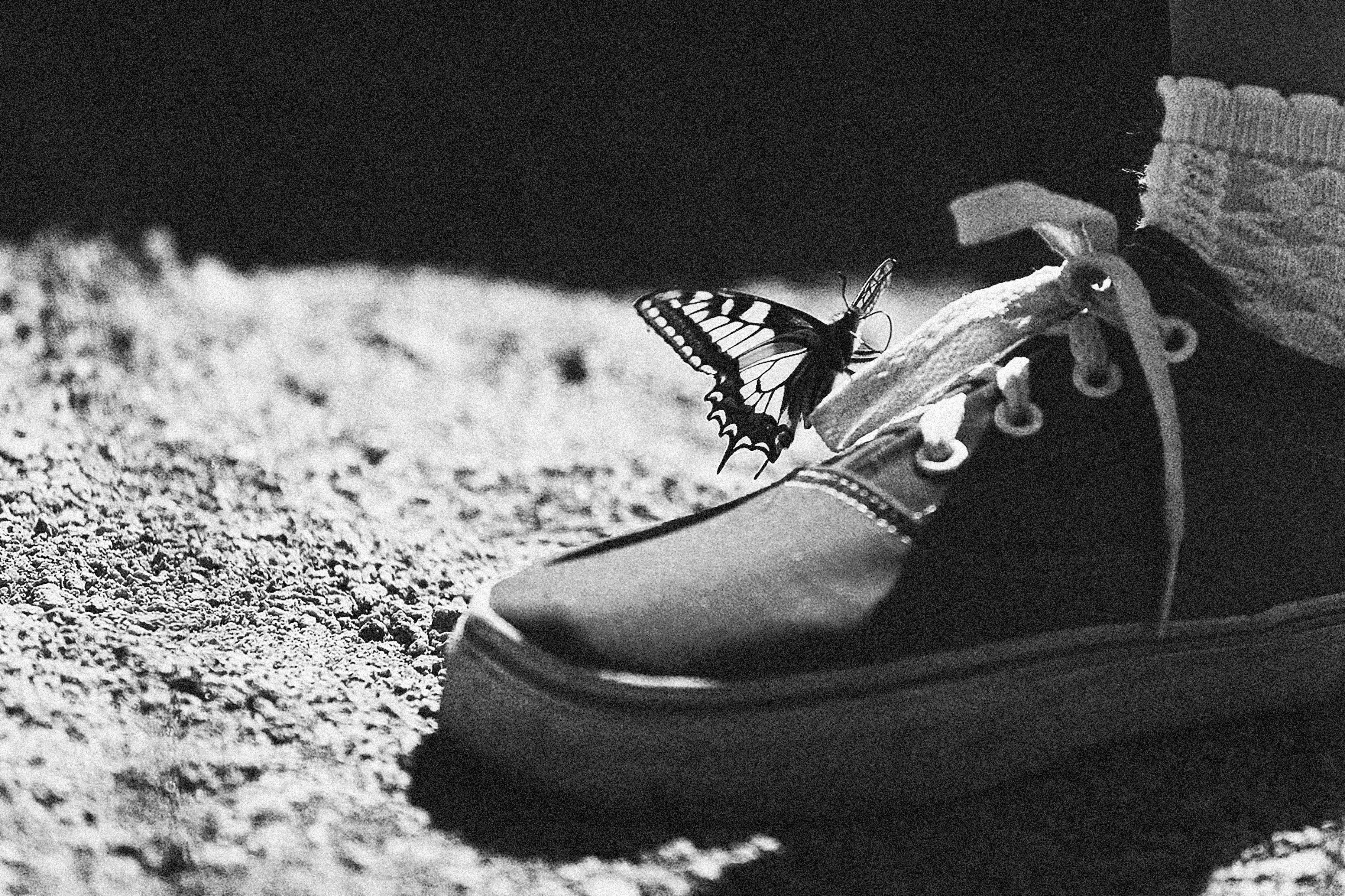 Winged Quiet on a Dust-Swept Boot