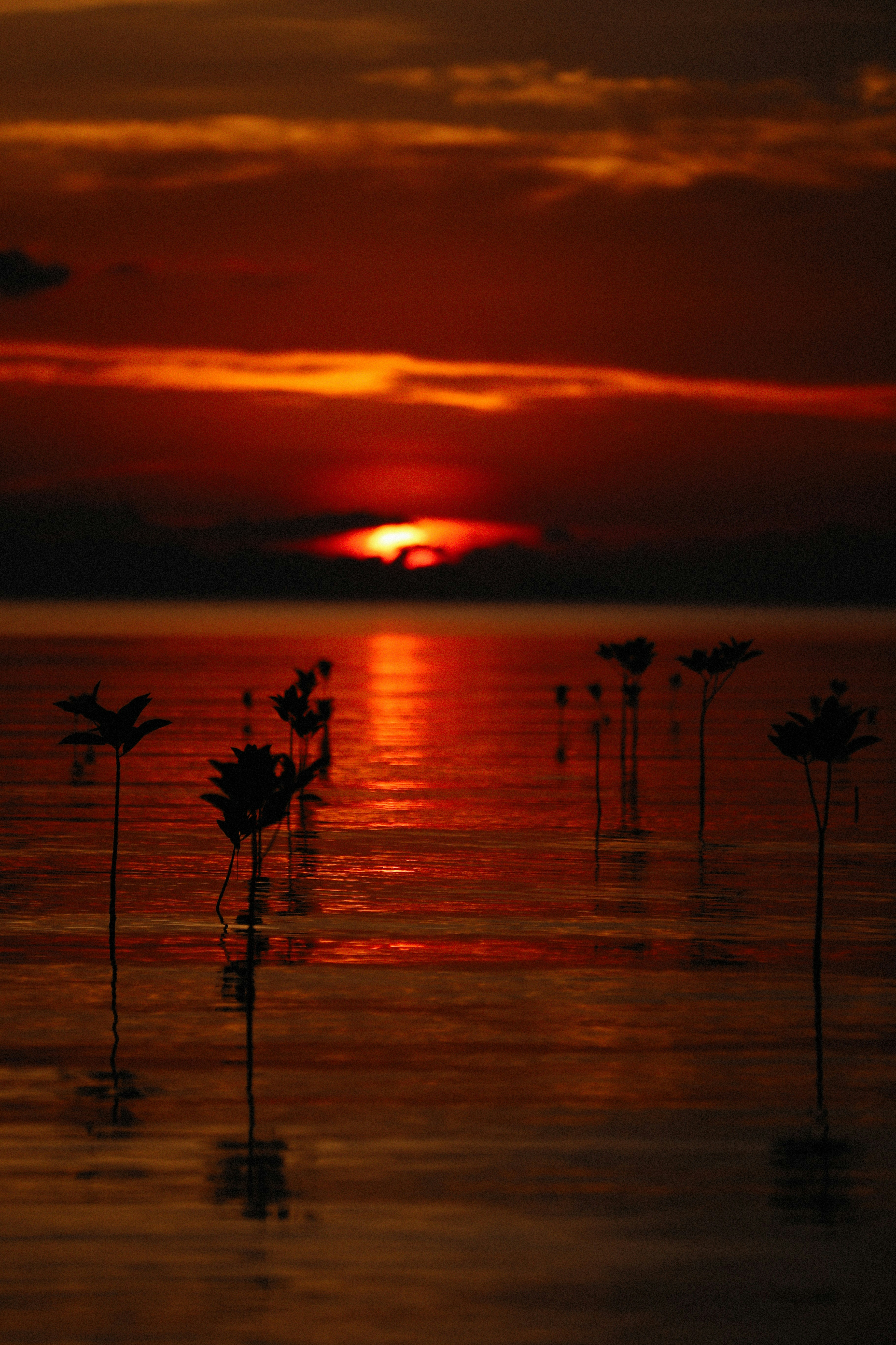 Silhouetted plants rise from the tranquil water as the sun sets, casting a warm glow over the scene.