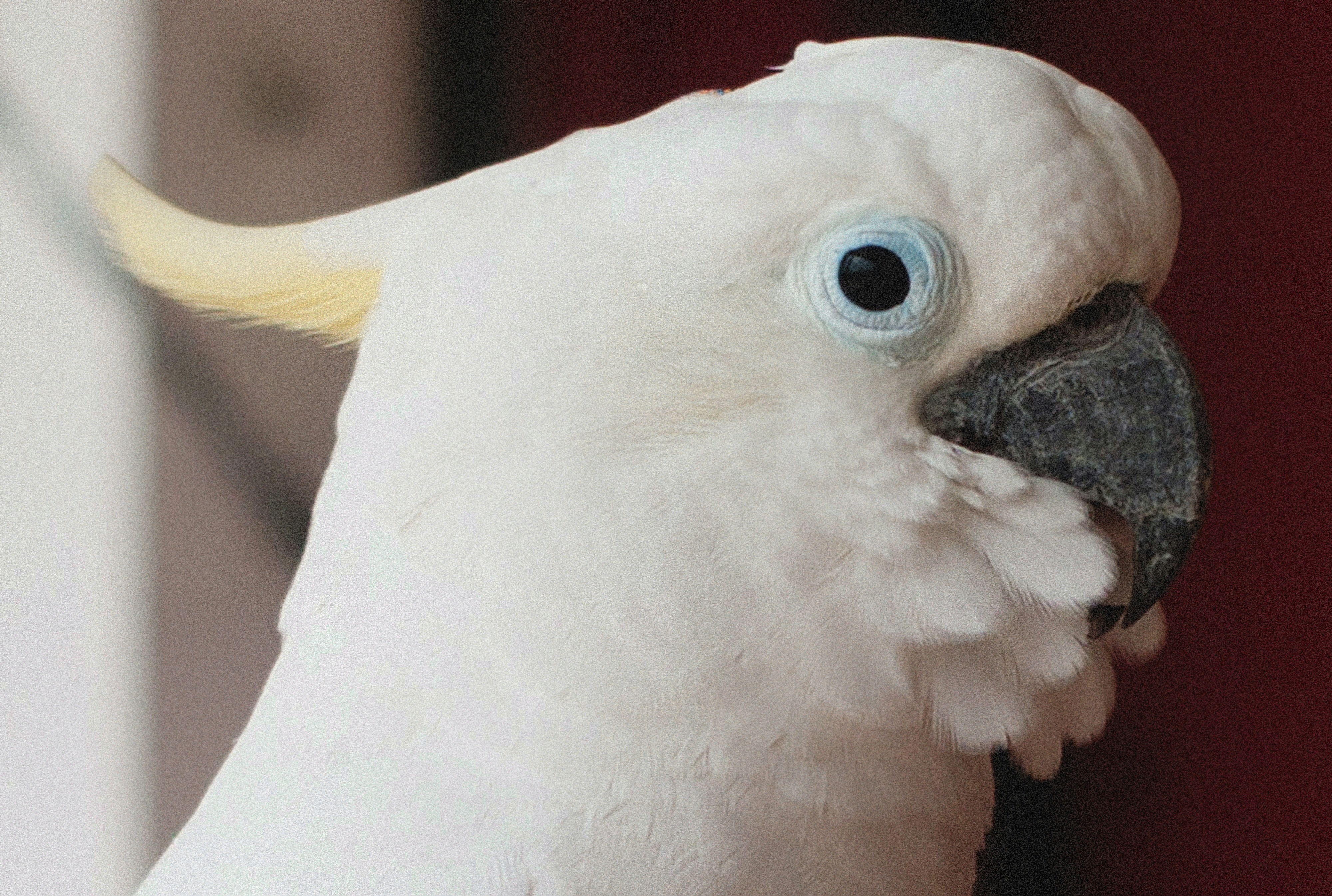 Close-up of a white cockatoo, showcasing its vibrant blue eye and delicate feather details against a softly blurred background.
