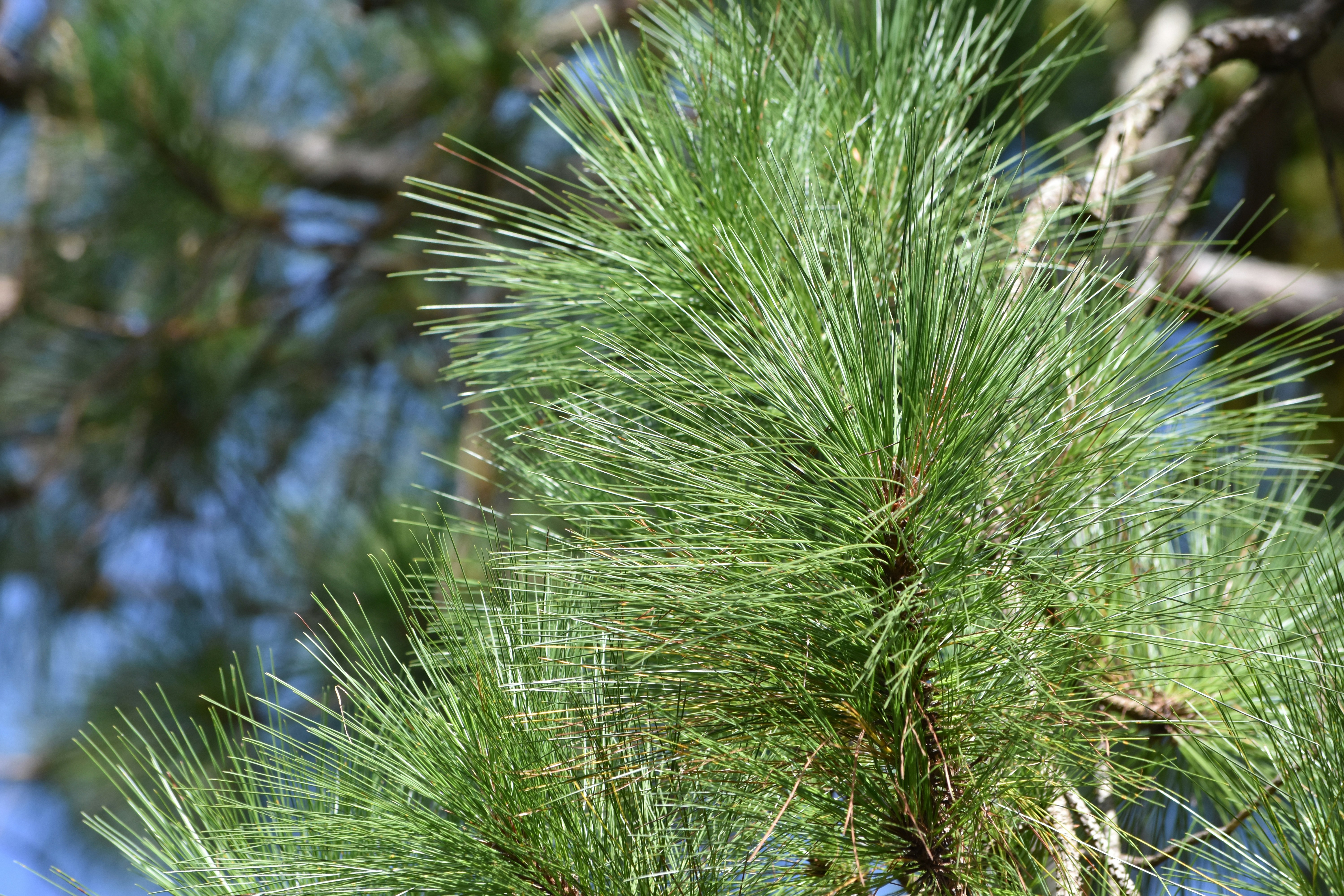 Pine Needles Pictures | Download Free Images on Unsplash
