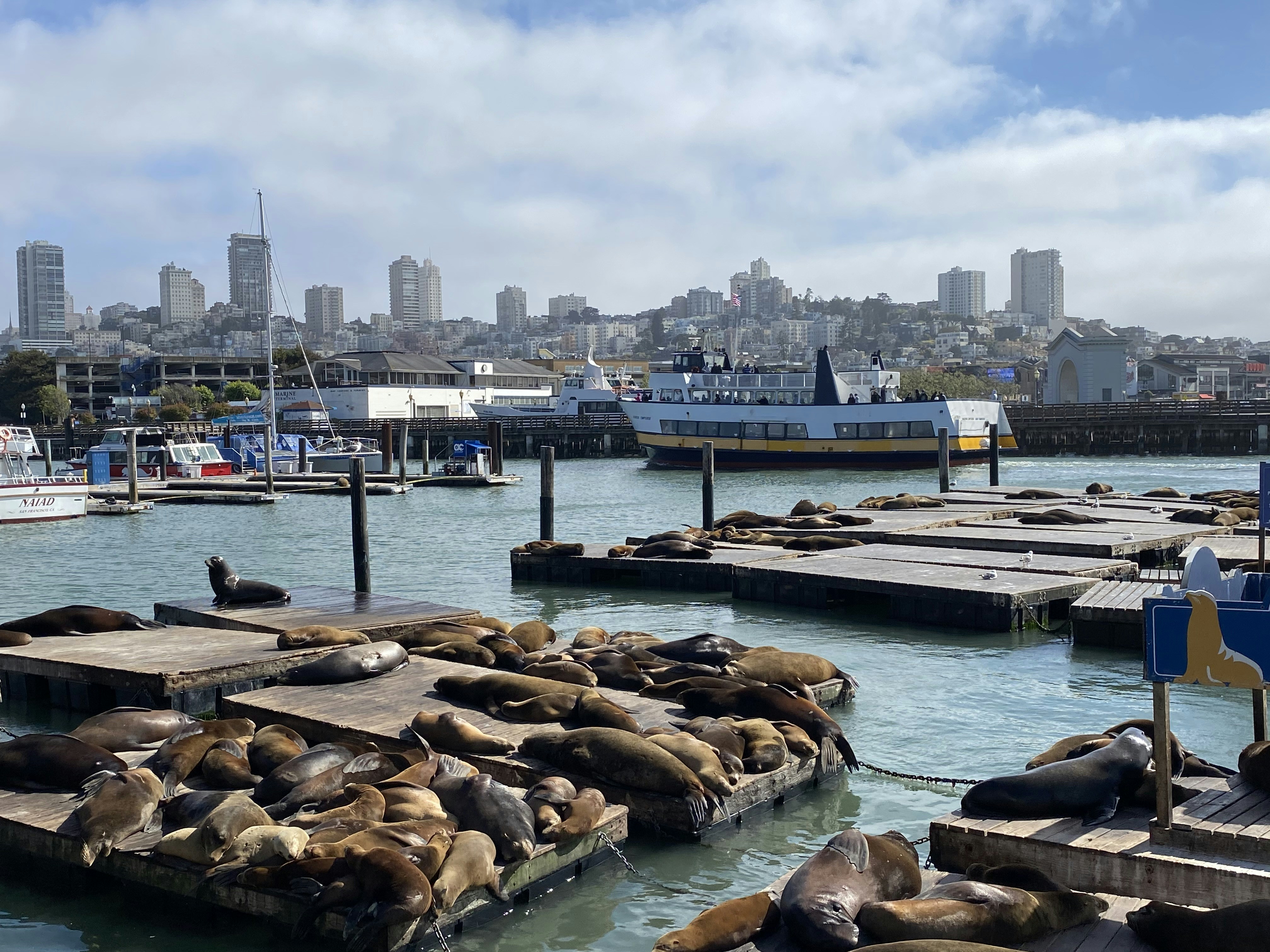Sea Lions on Floating Breakwaters Under a City Skyline