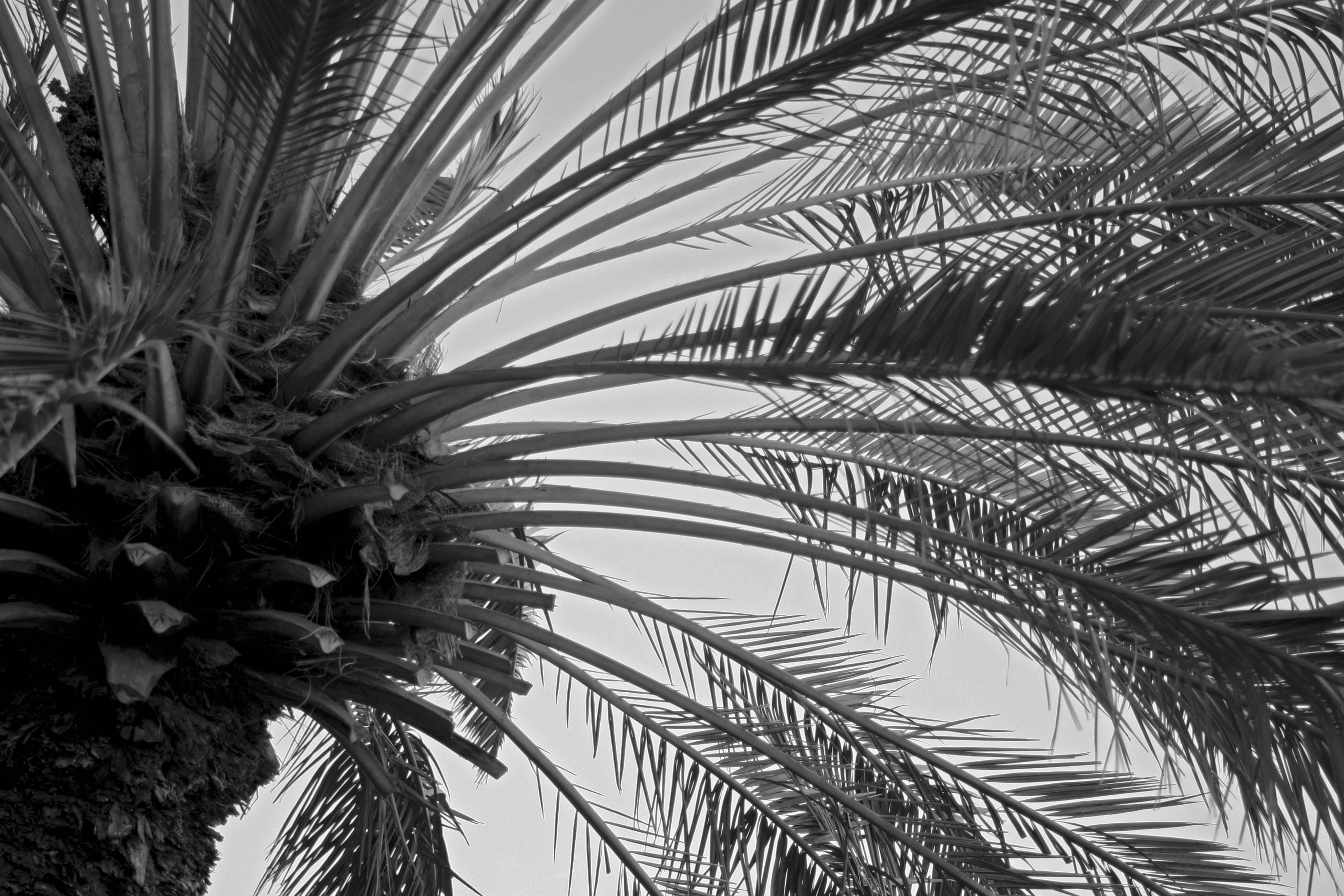 Intricate palm fronds stretch skyward, creating a dynamic interplay of shadows in black and white.
