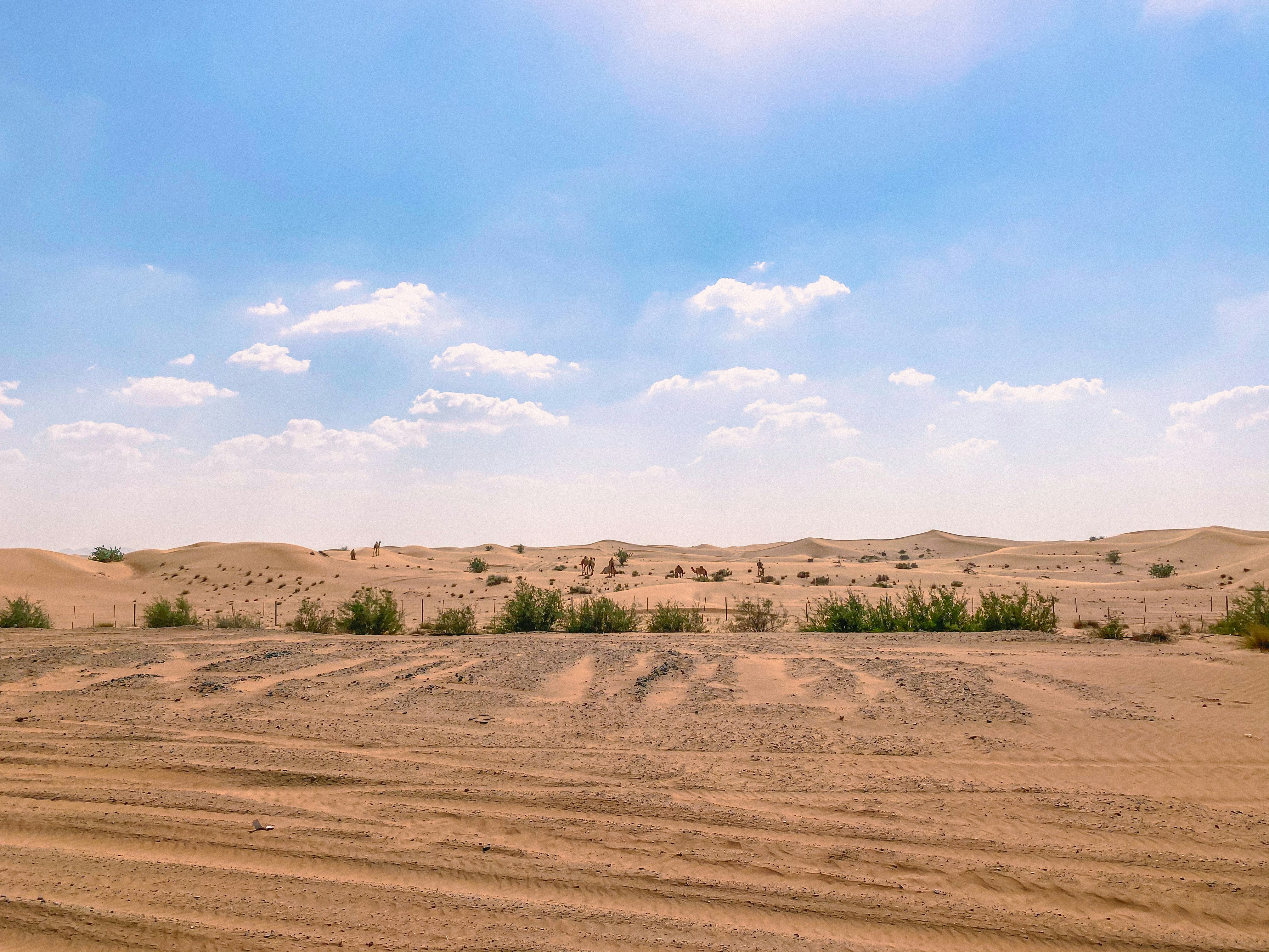 Vast expanse of golden sand dunes under a blue sky dotted with fluffy clouds, with sparse vegetation along the foreground. The scene conveys a tranquil desert atmosphere.
