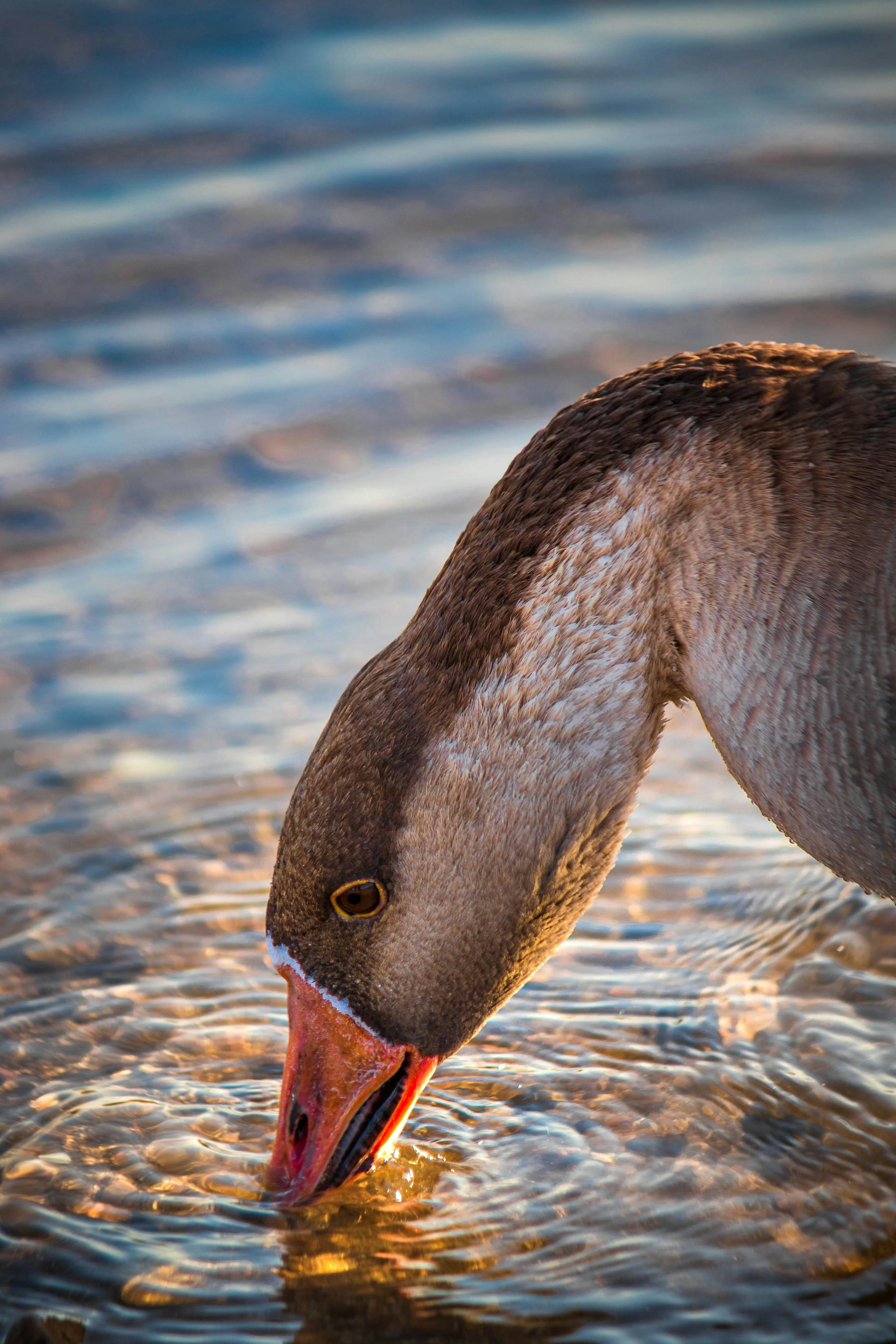 A waterfowl dipping its beak into the shimmering surface of a tranquil body of water. The scene captures the bird's focused interaction with its environment.